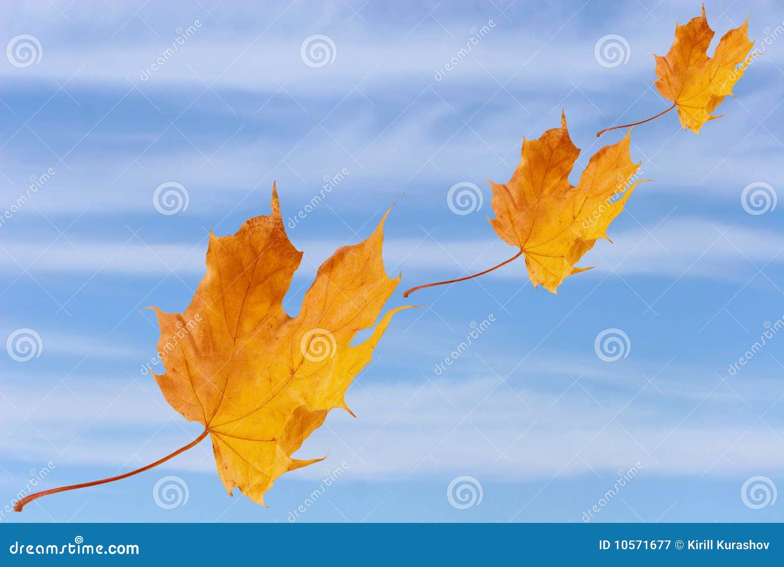 Flying autumn leaves stock image. Image of seasonal, blurred - 10571677