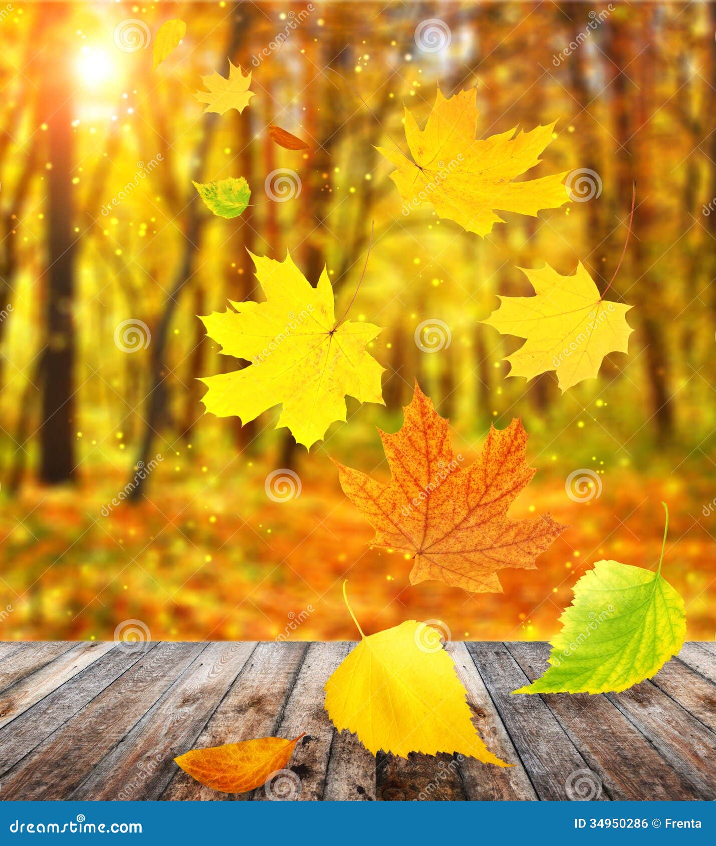 Flying autumn leaves stock photo. Image of fall, birch - 34950286