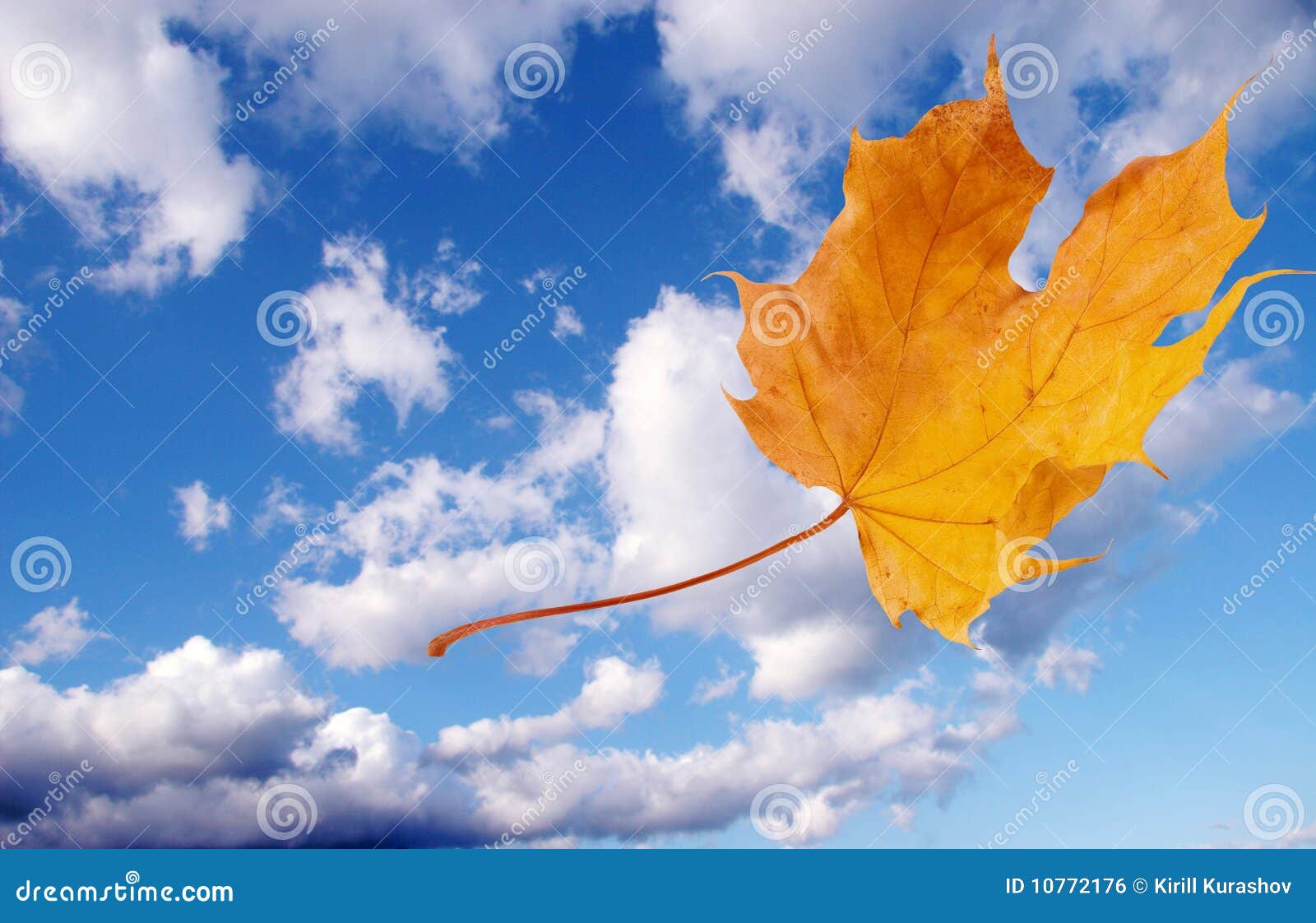 Flying autumn maple leaf stock photo. Image of background - 10772176