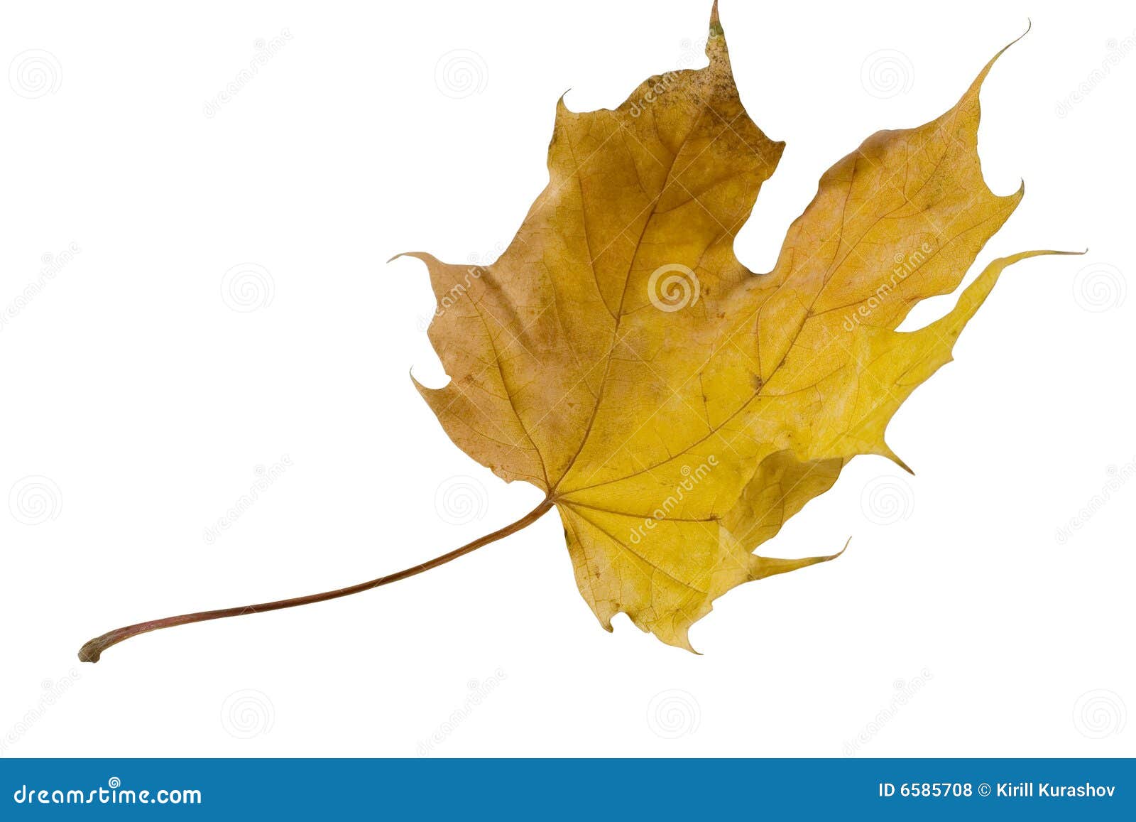 Flying autumn maple leaf stock photo. Image of leaf, fall - 6585708