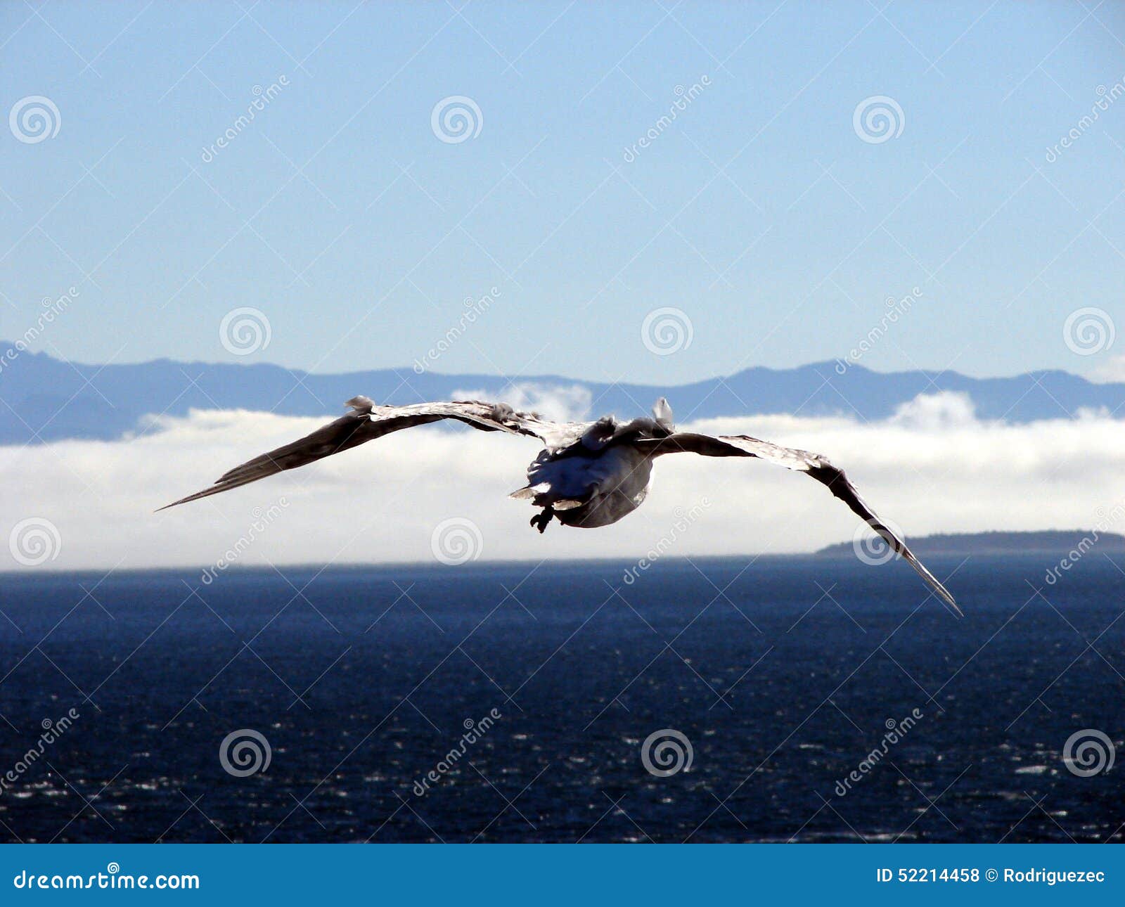 Flying away stock photo. Image of wind, flying, strong - 52214458