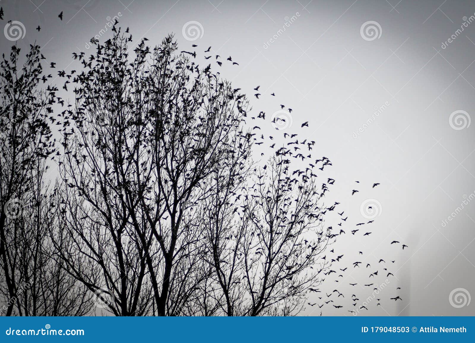 Flying away from the tree. stock image. Image of garden - 179048503