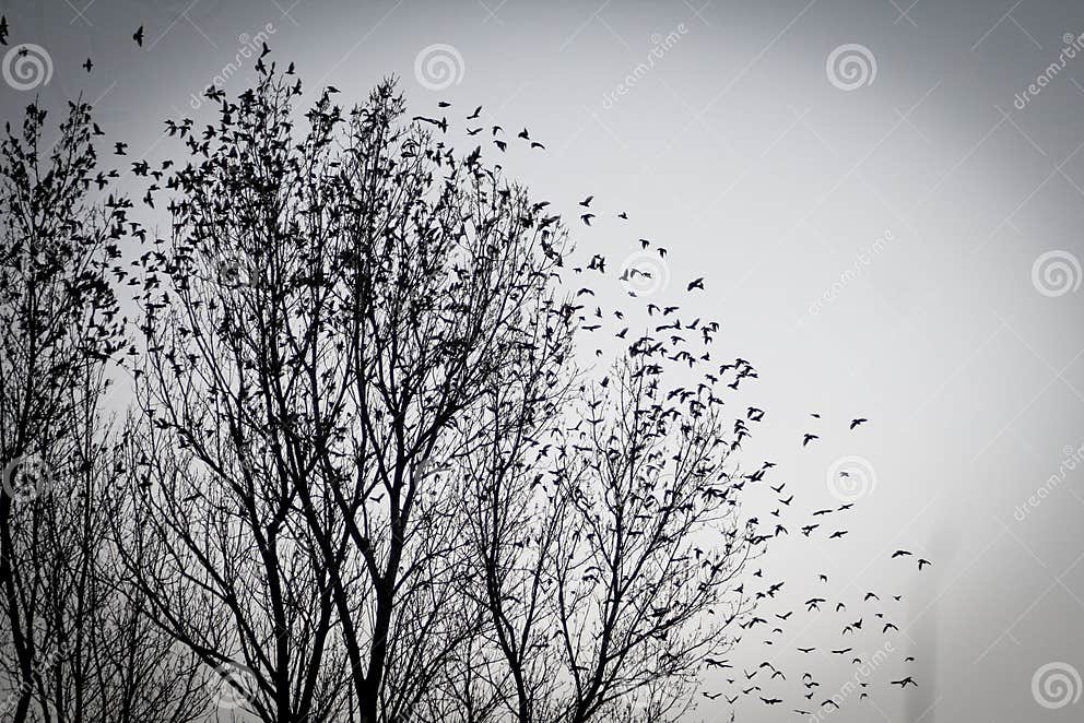 Flying away from the tree. stock image. Image of garden - 179048503
