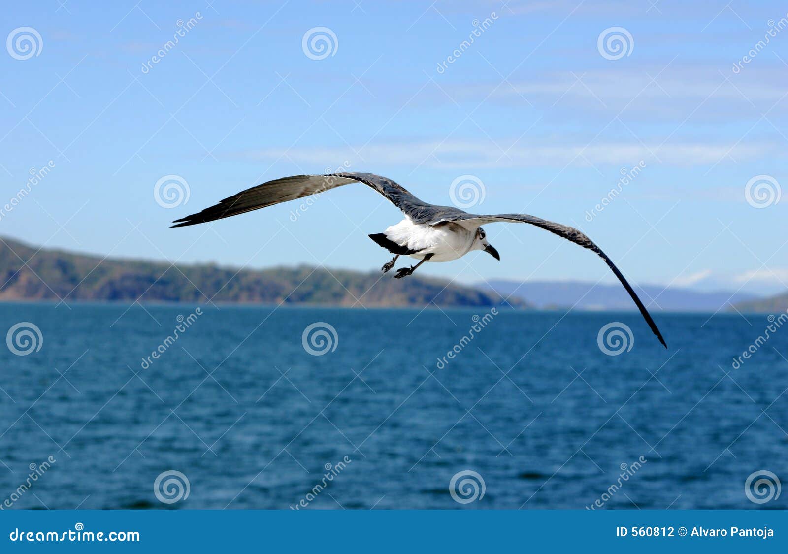 Flying back stock photo. Image of leaving, nature, water - 560812