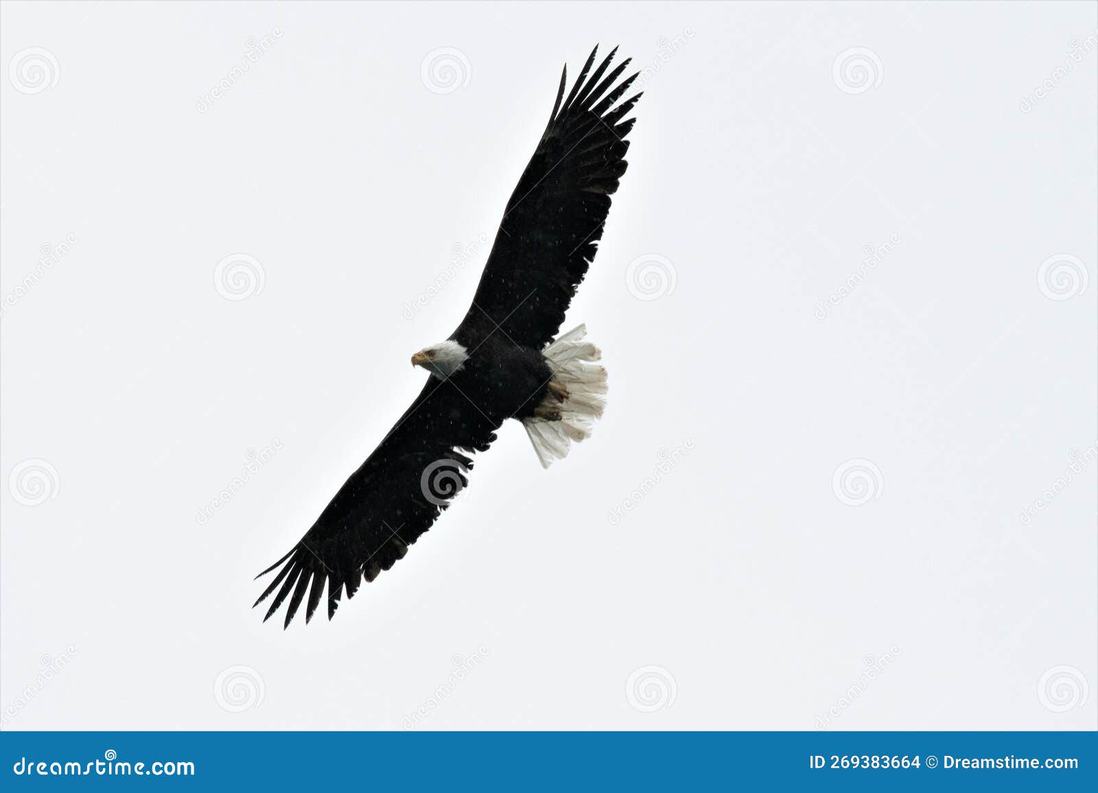 A Flying Bald Eagel Against the Sky Stock Photo - Image of bird, flight ...