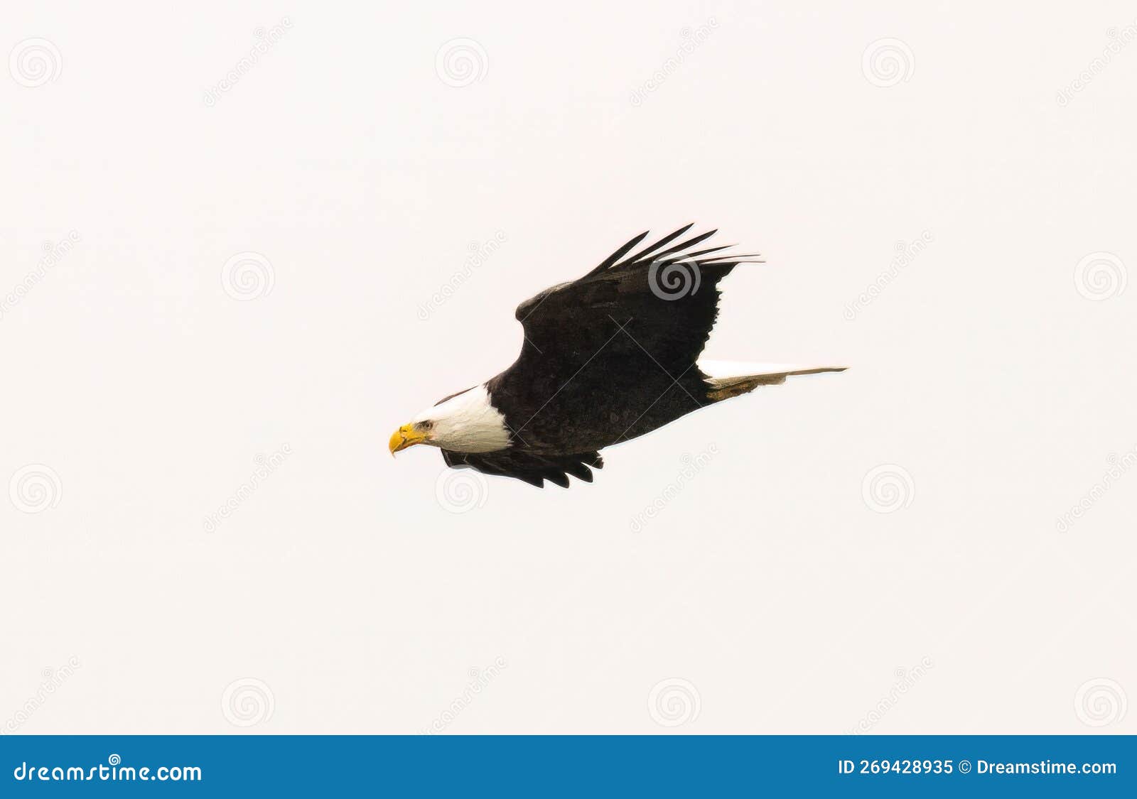 Flying Bald Eagle Isolated on a Light Background Stock Image - Image of ...