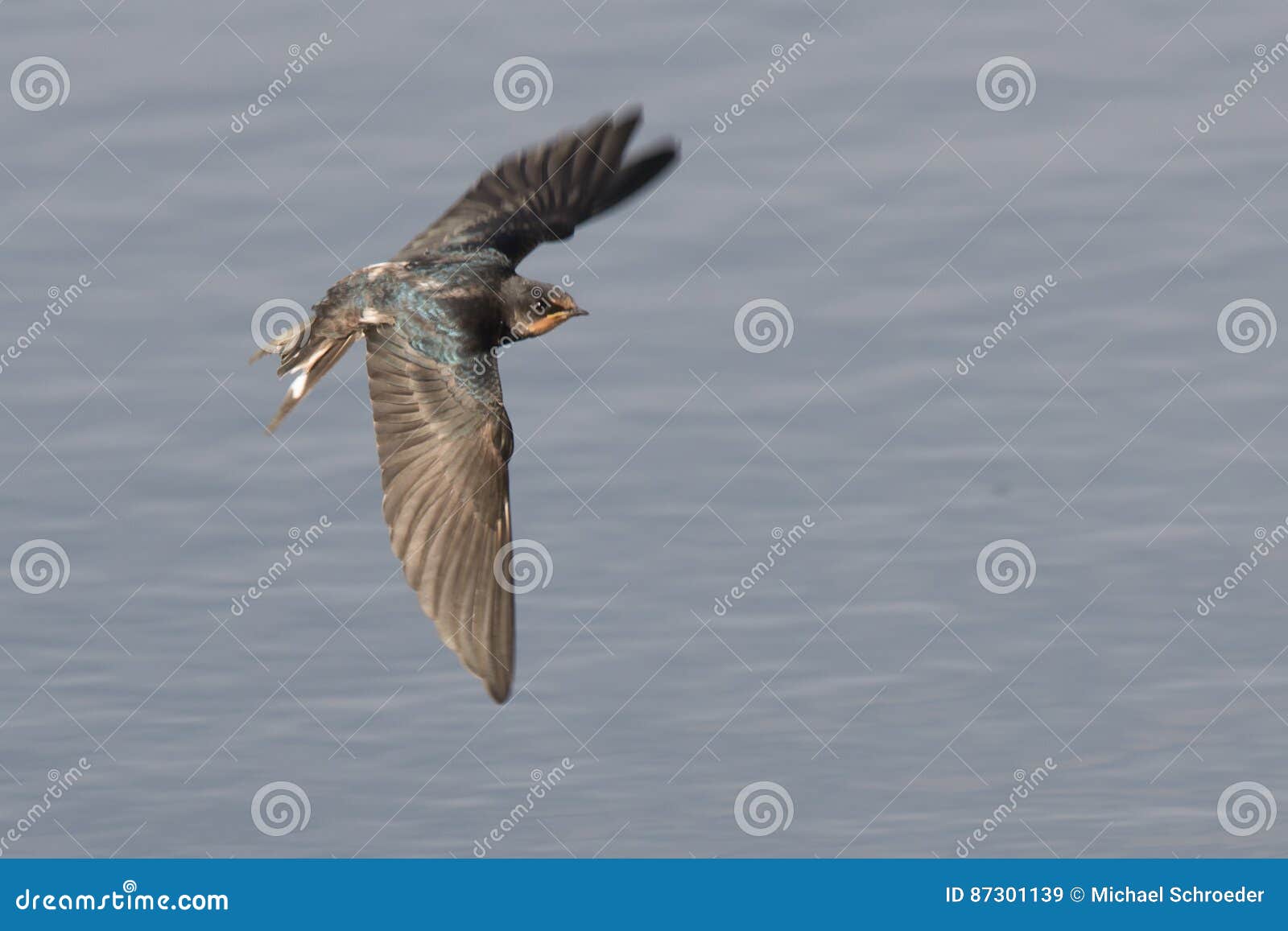 Flying Barn Swallow stock image. Image of singing, rustica - 87301139
