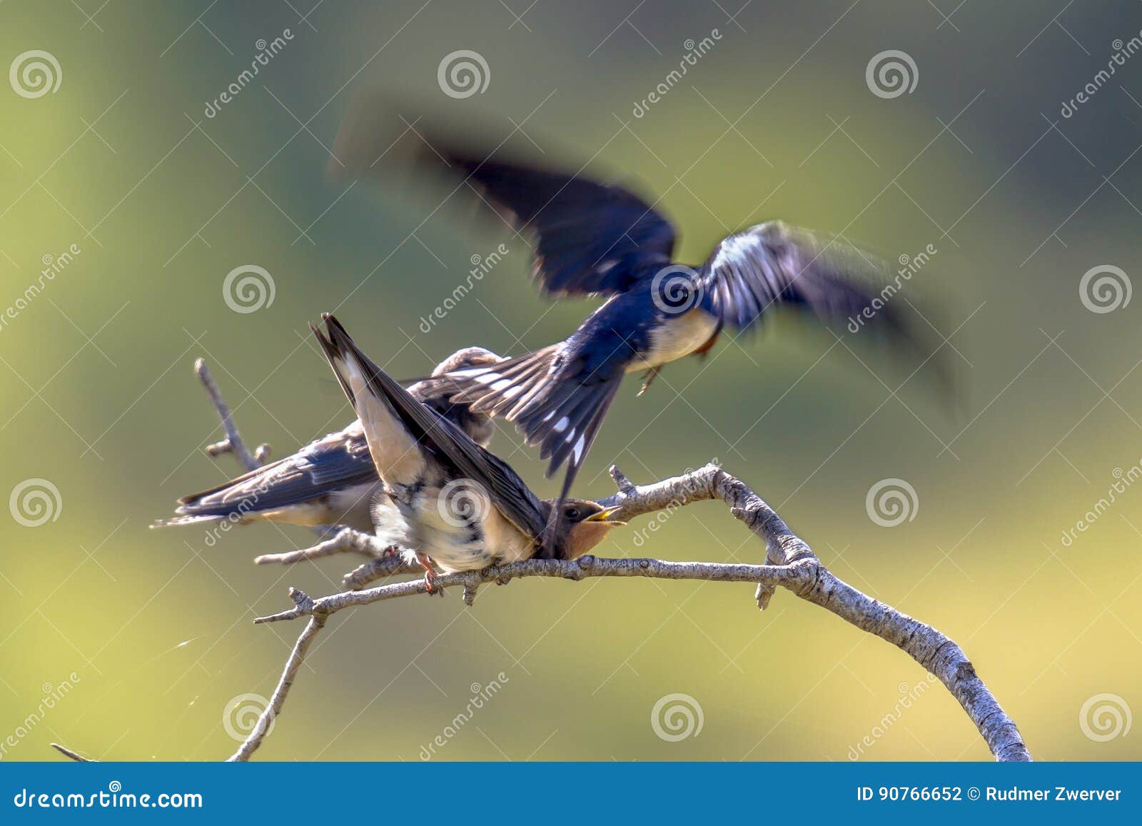Flying Barn Swallow Feeding Juveniles Stock Photo - Image of fledgling ...