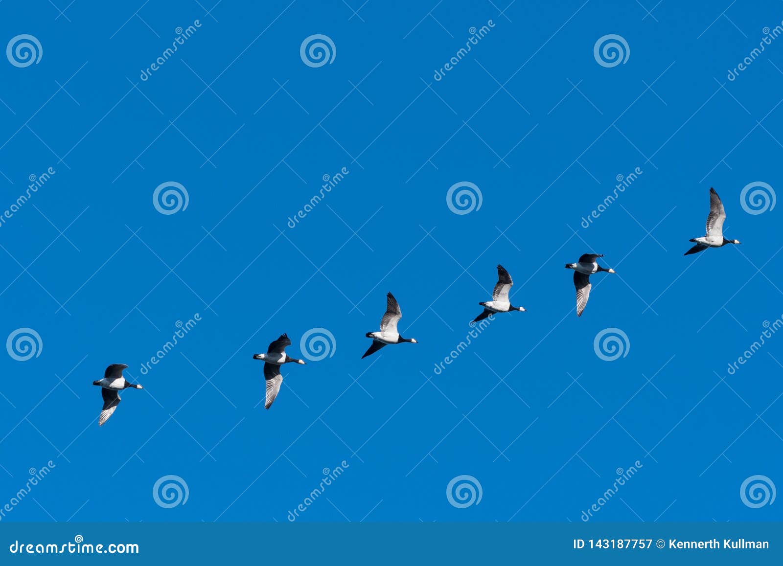 Flying Barnacle Geese in a Line Stock Image - Image of leucopsis ...