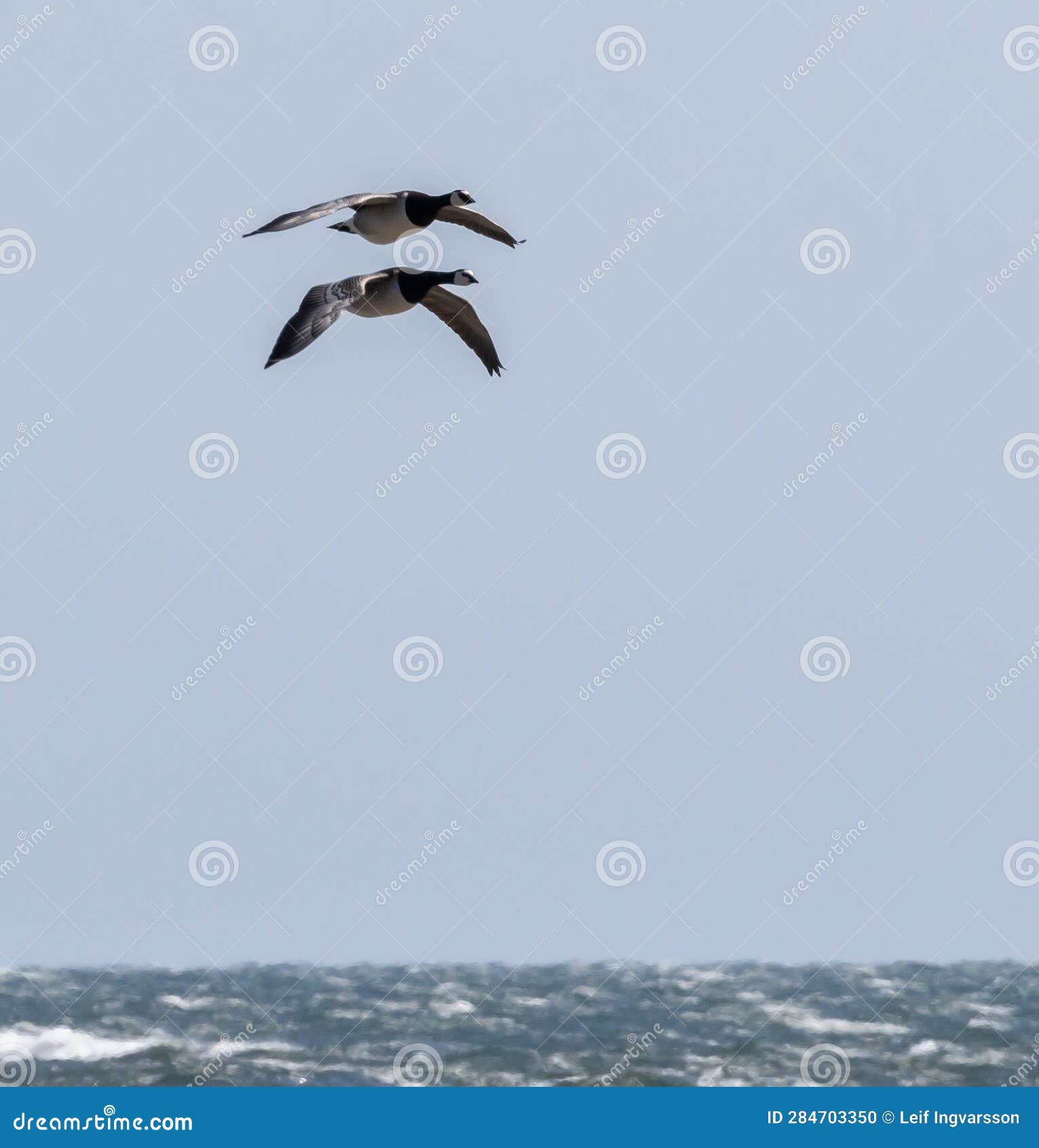 Flying Barnacle Goose at Oland S Southern Cape, Sweden Stock Photo ...