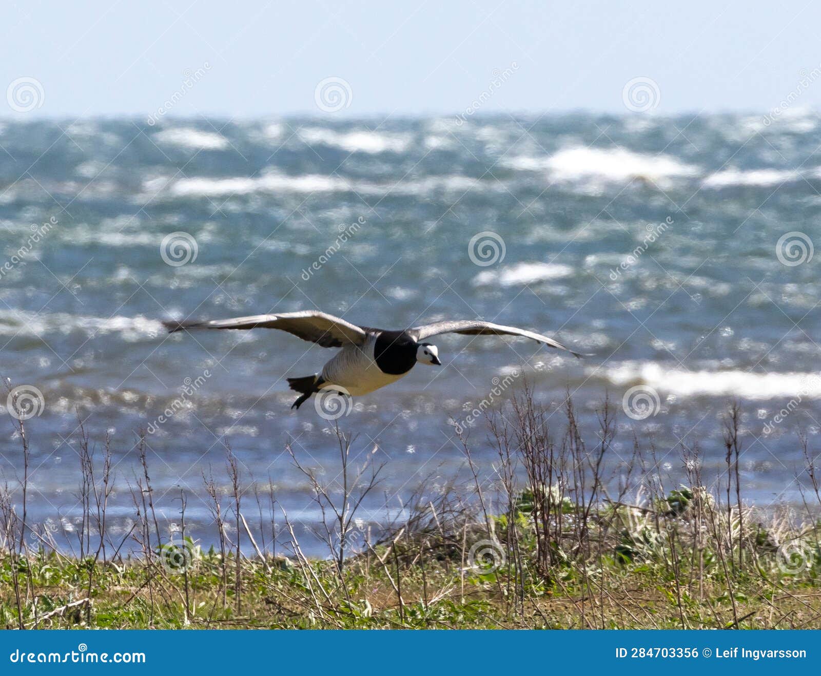 Flying Barnacle Goose at Oland S Southern Cape, Sweden Stock Photo ...