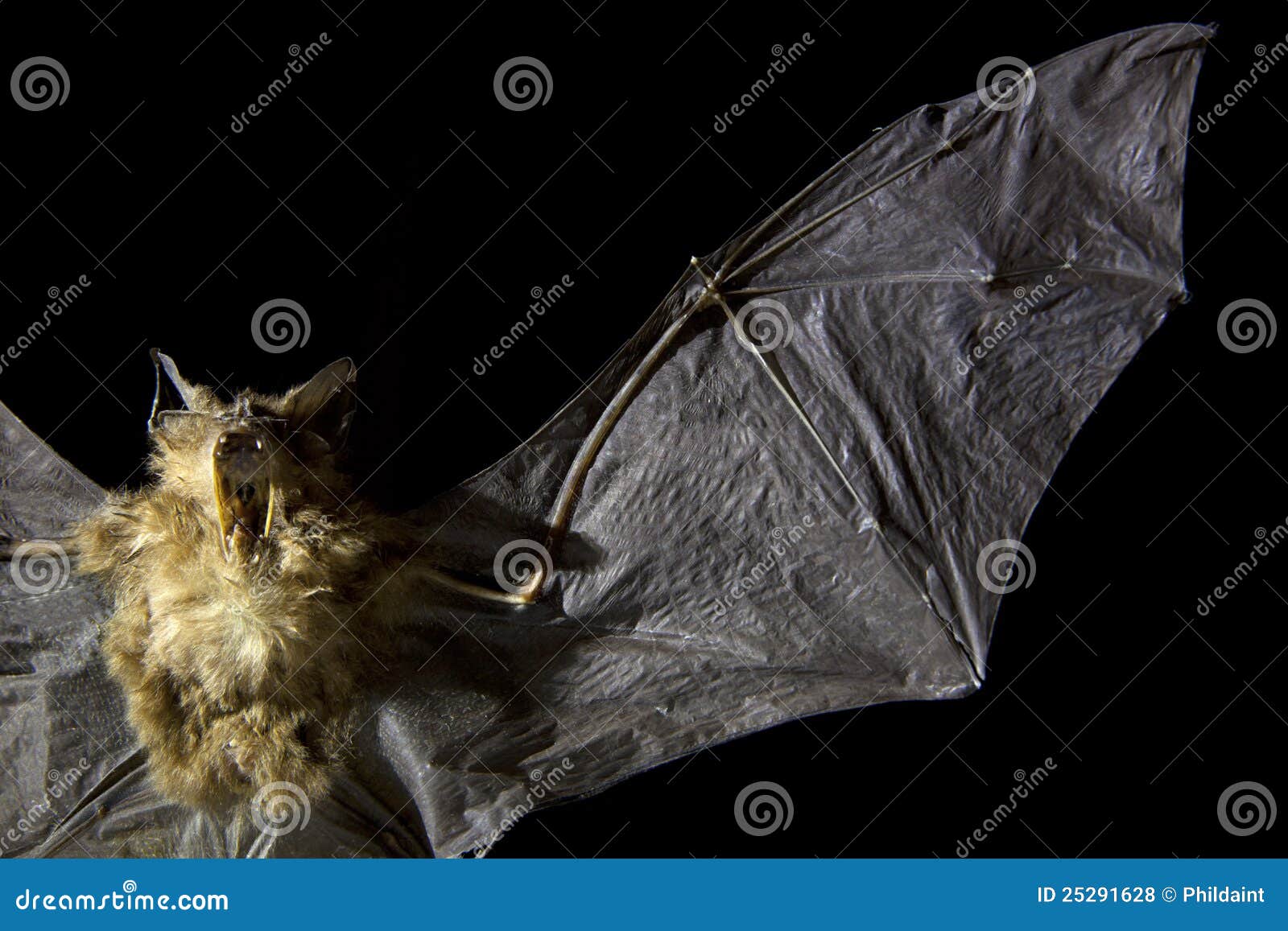 Flying bat stock photo. Image of mammal, light, isolated - 25291628