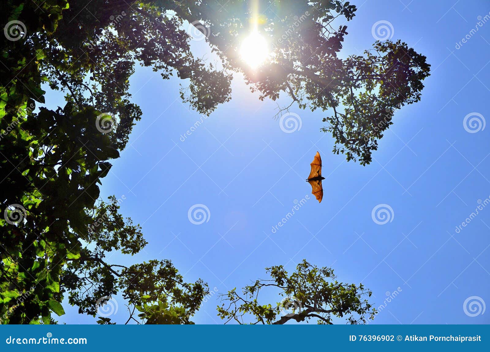 Flying bat stock photo. Image of asian, fruit, green - 76396902
