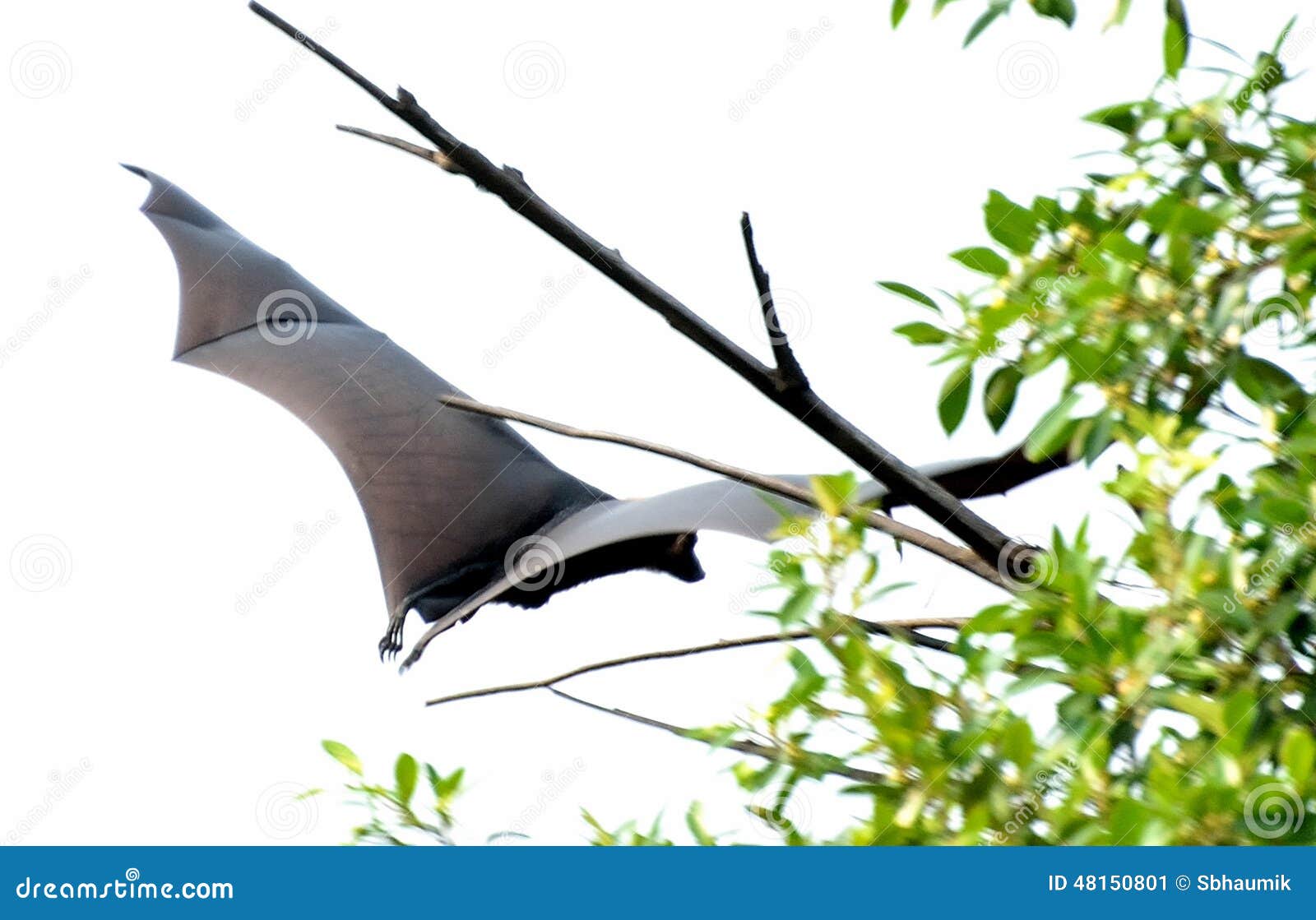 Flying Bat Stock Photo - Image: 48150801
