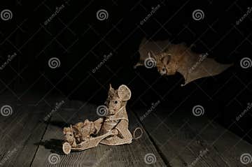 Bat on the hunt stock image. Image of speed, nature - 251227543