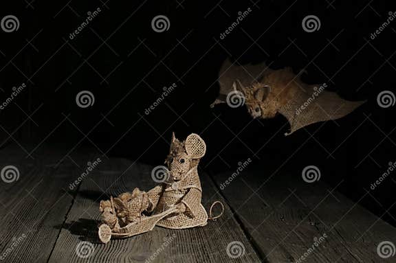 Bat on the hunt stock image. Image of speed, nature - 251227543