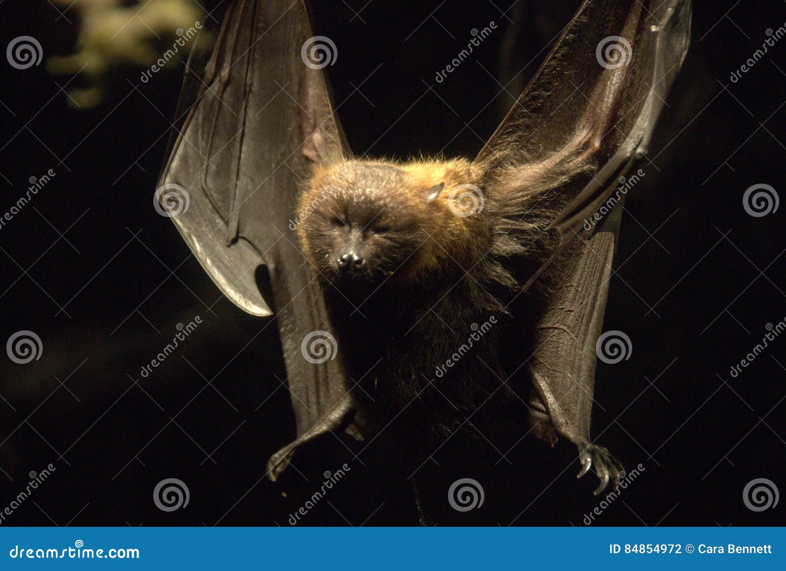 Flying Bat stock photo. Image of macro, wings, flying - 84854972