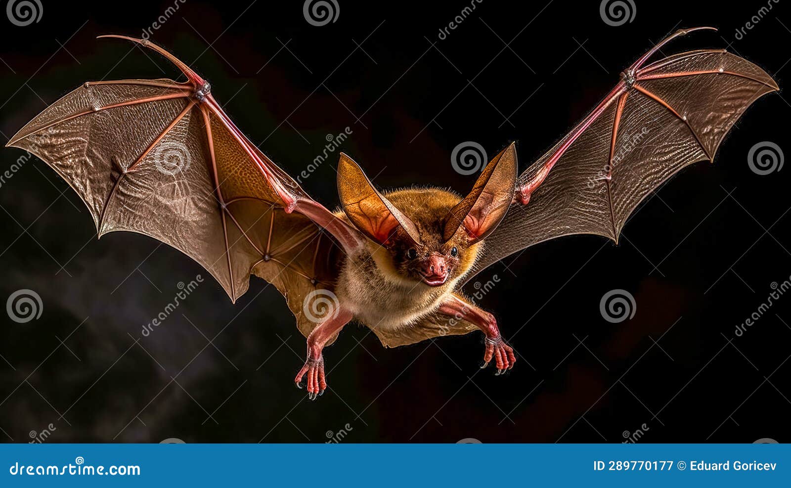 Flying Bat in the Night Sky Stock Image - Image of biology, europa ...