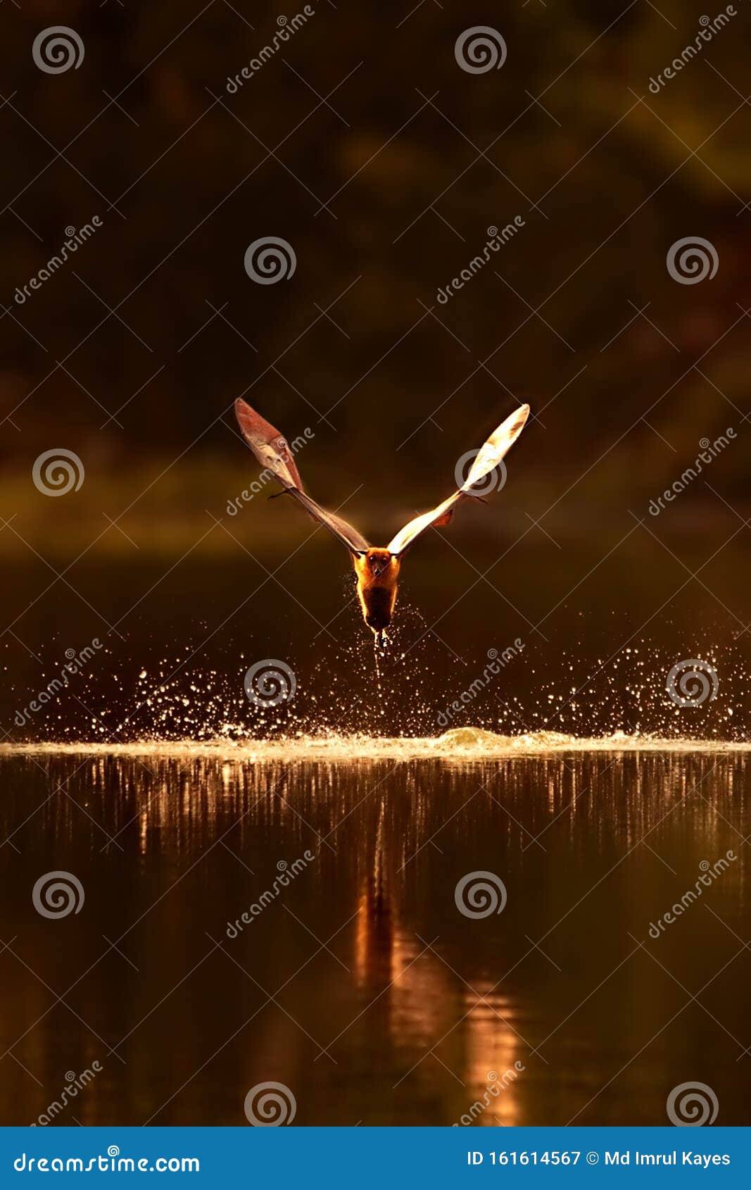 Flying Bat Over the Water in Golden Light with Reflection. Stock Image ...
