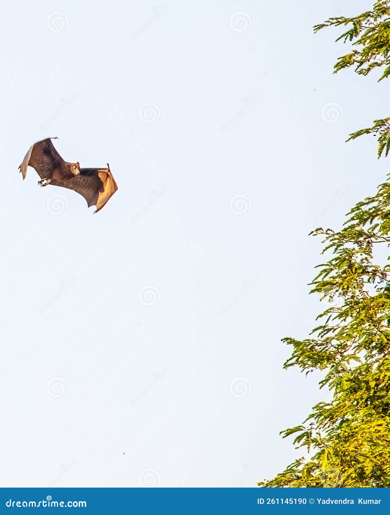 A Flying Bat with Wings in M Shape Stock Photo - Image of background ...