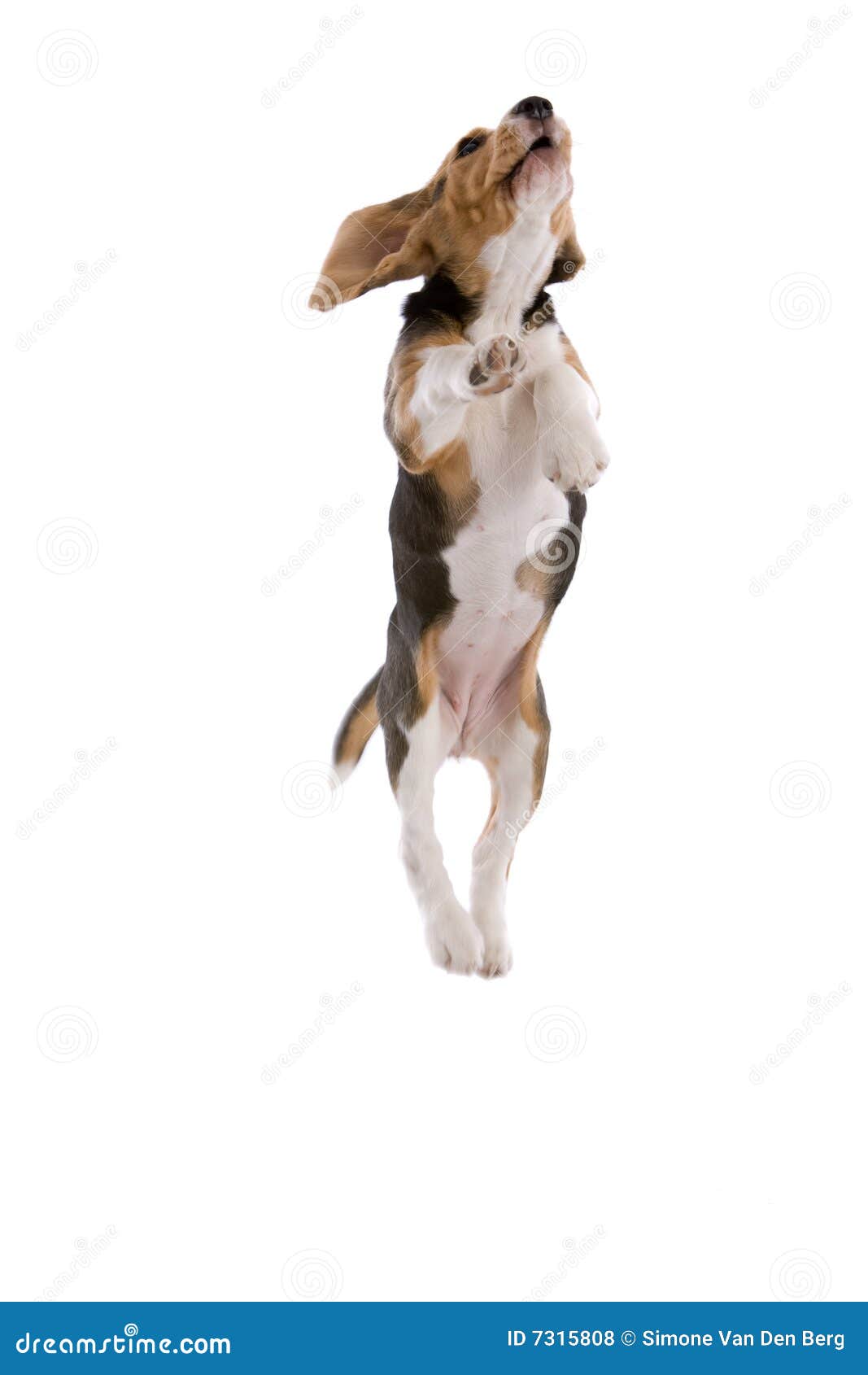 Flying beagle stock photo. Image of adorable, pedigree - 7315808