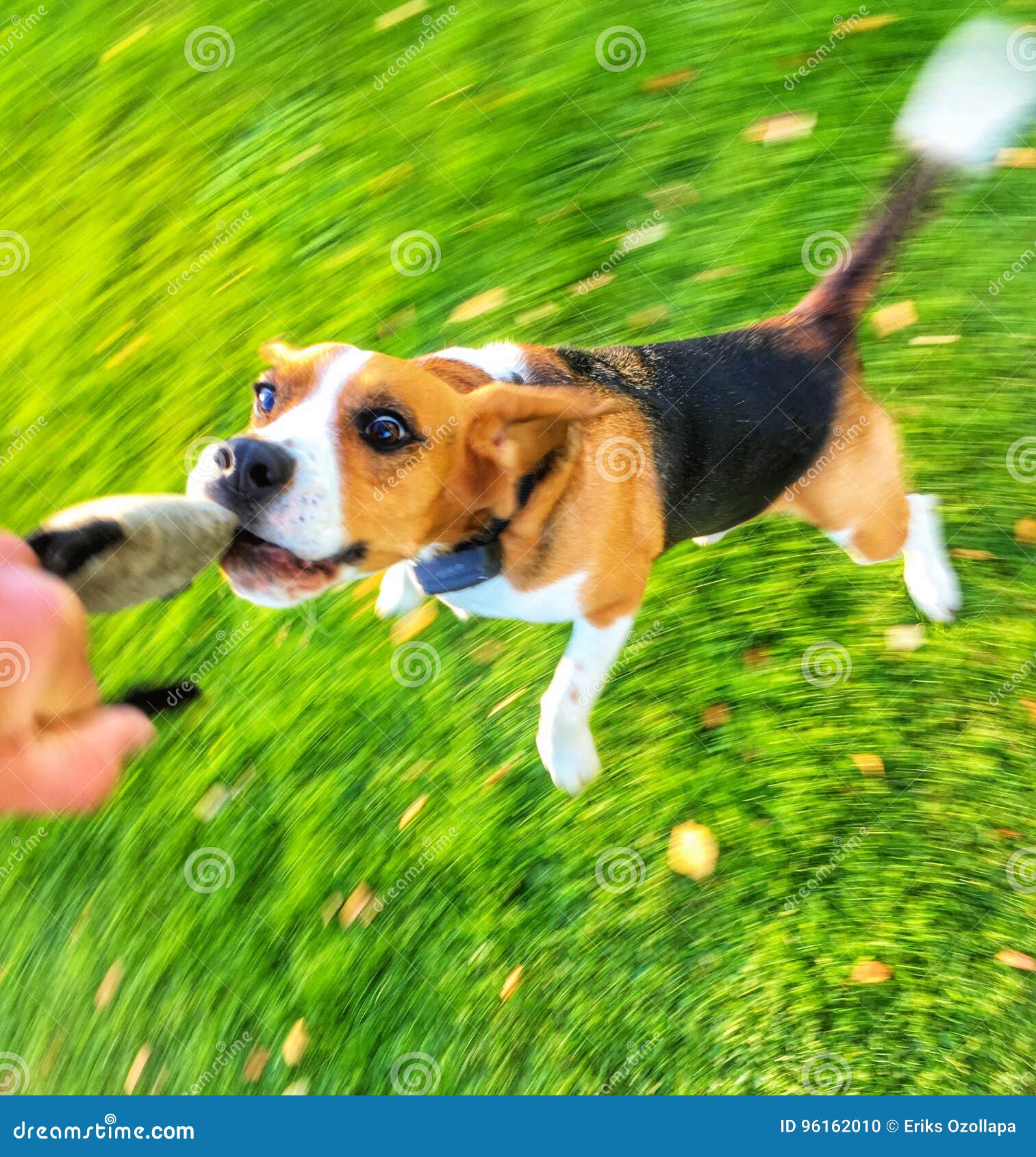 Flying Beagle stock photo. Image of flying, beagle, friends - 96162010