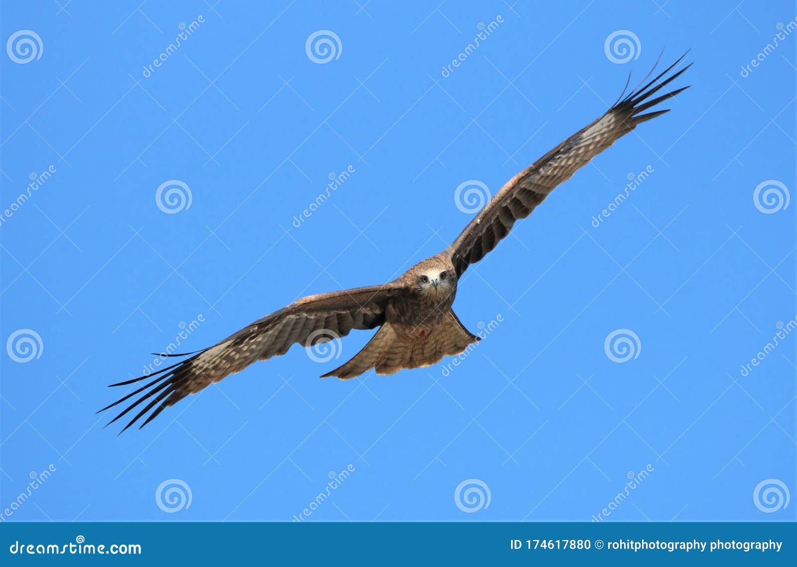 Flying Beast eagle stock photo. Image of beautiful, wildlife - 174617880