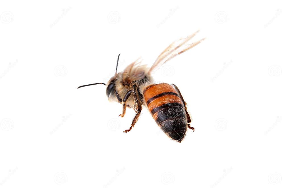 Flying bee stock photo. Image of animals, honey, worker - 13208886