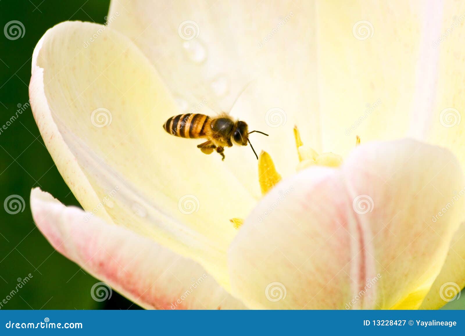 Flying Bee stock image. Image of collect, honey, nectar - 13228427
