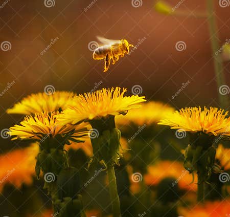 Flying bee stock photo. Image of beautiful, honey, colored - 14952776