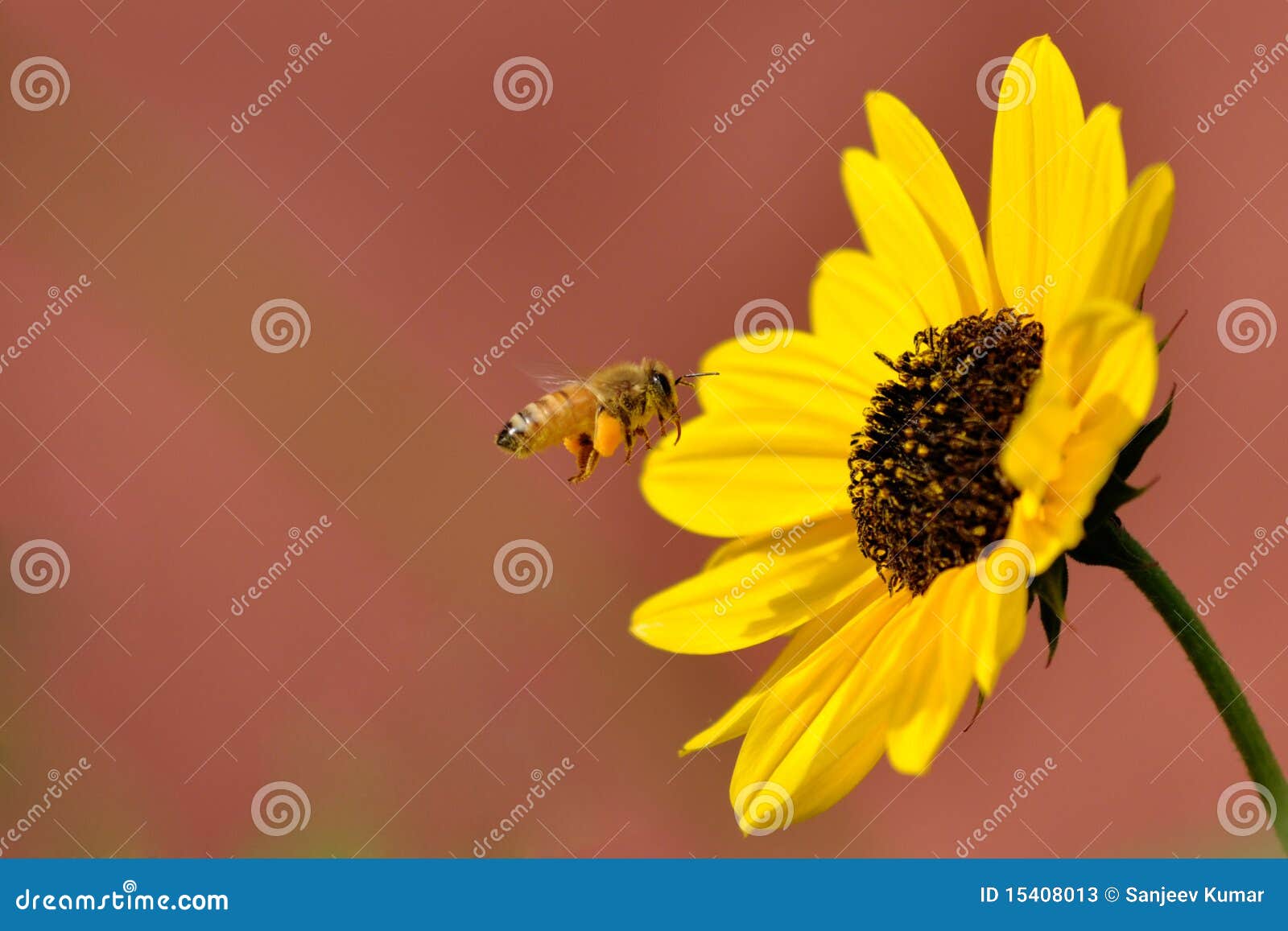 Flying bee stock image. Image of flying, summer, wildlife - 15408013