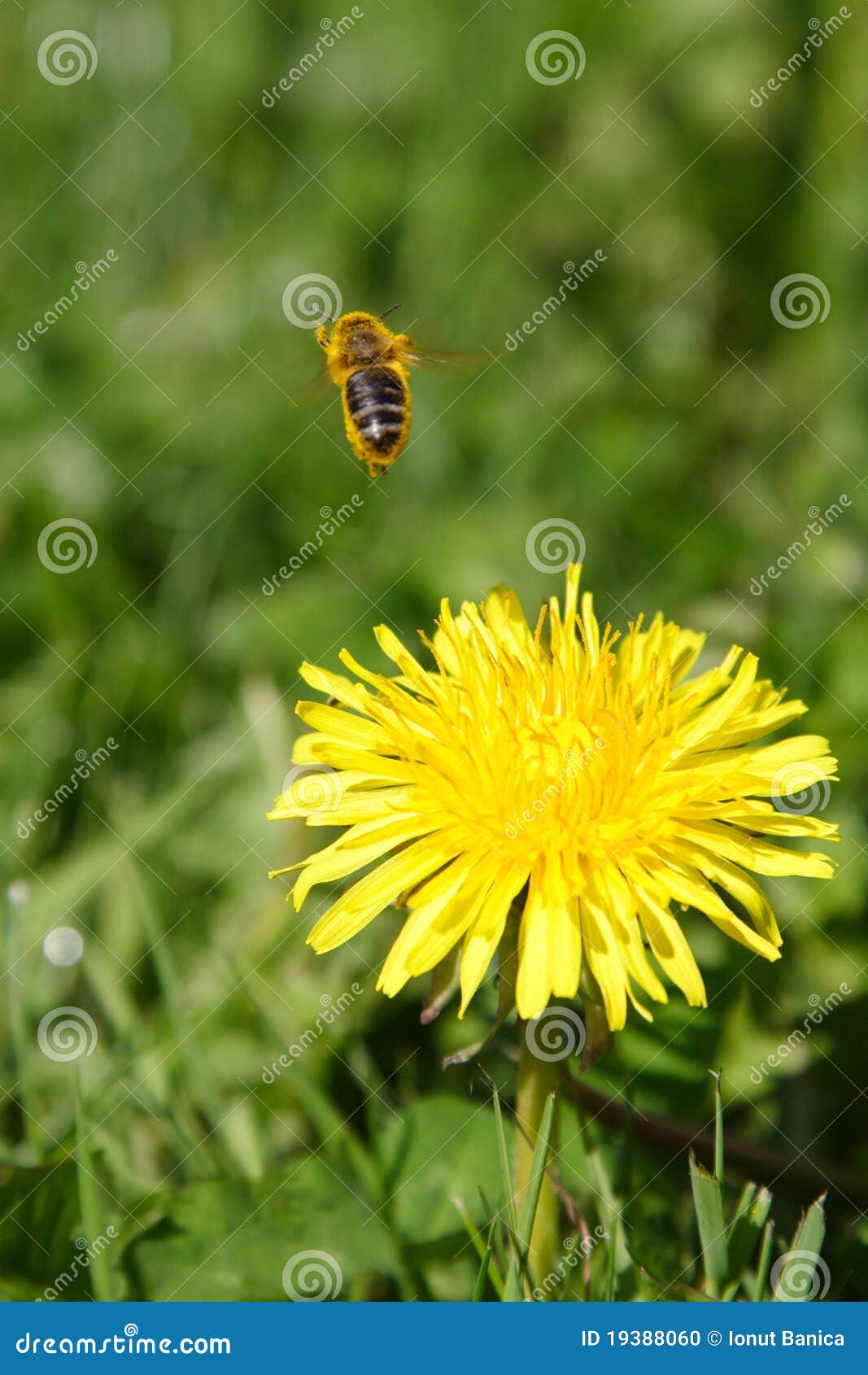 Flying bee stock photo. Image of close, summer, outdoors - 19388060