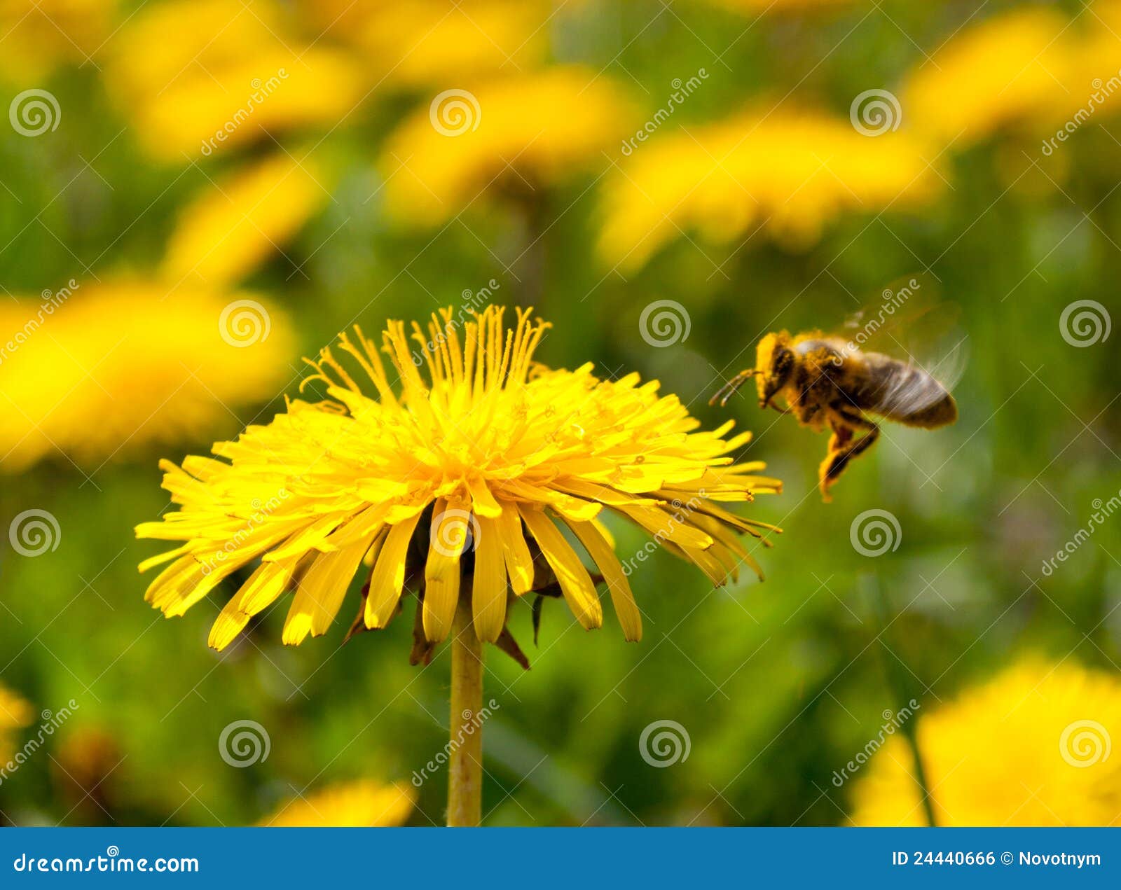 Flying bee stock photo. Image of floral, insect, busy - 24440666