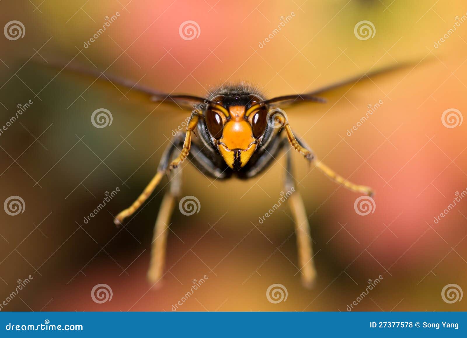 Flying bee stock photo. Image of flying, unique, legs - 27377578