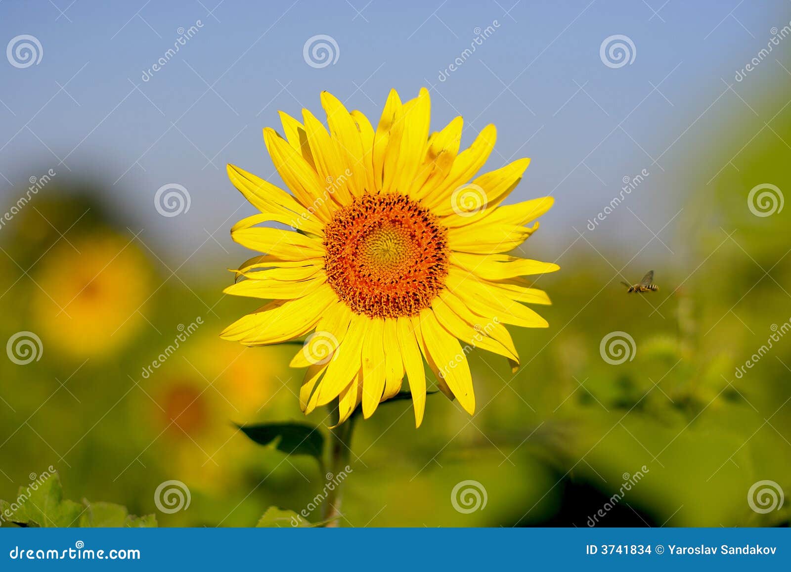 Sunflower Flying Wasp Stock Photos - Free & Royalty-Free Stock Photos ...