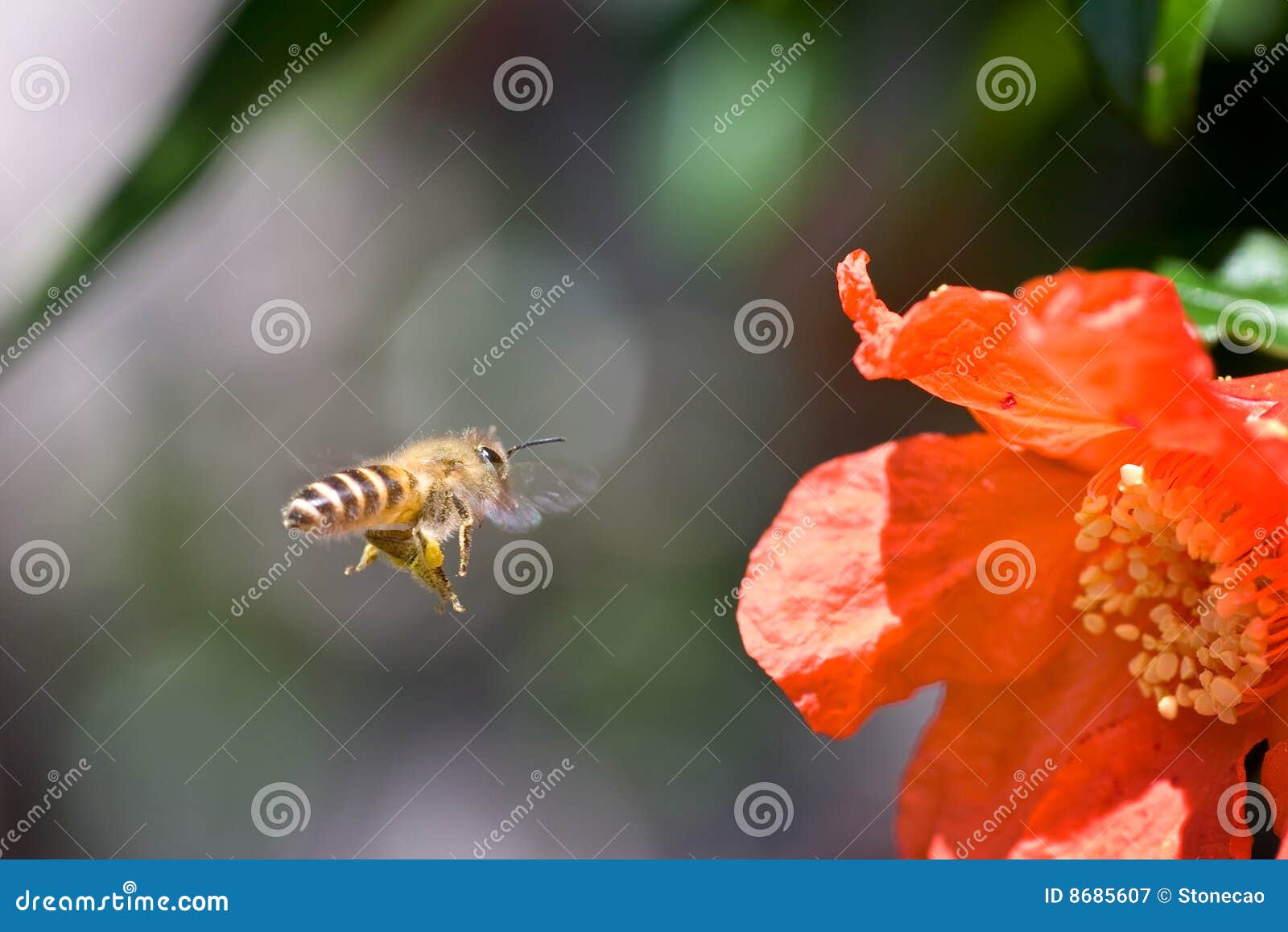 Flying bee stock image. Image of flying, leaf, flutter - 8685607