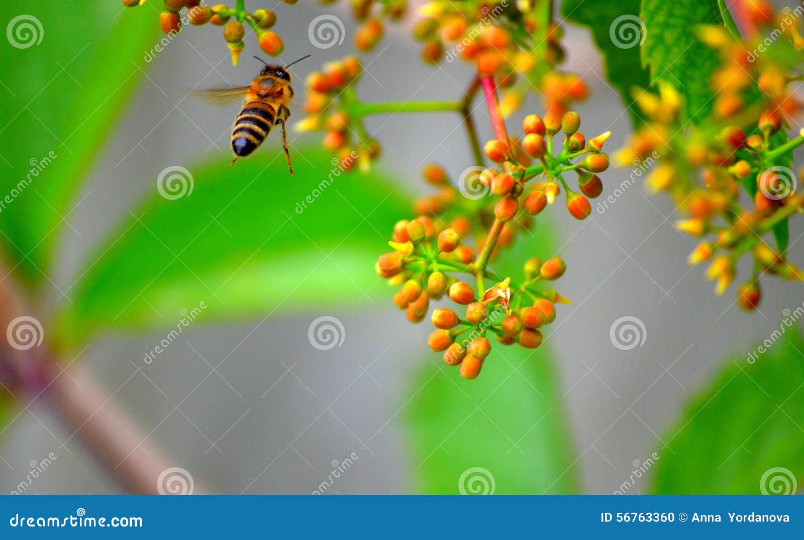 Flying Bee Around Budding Flower Stock Photo - Image of insect ...