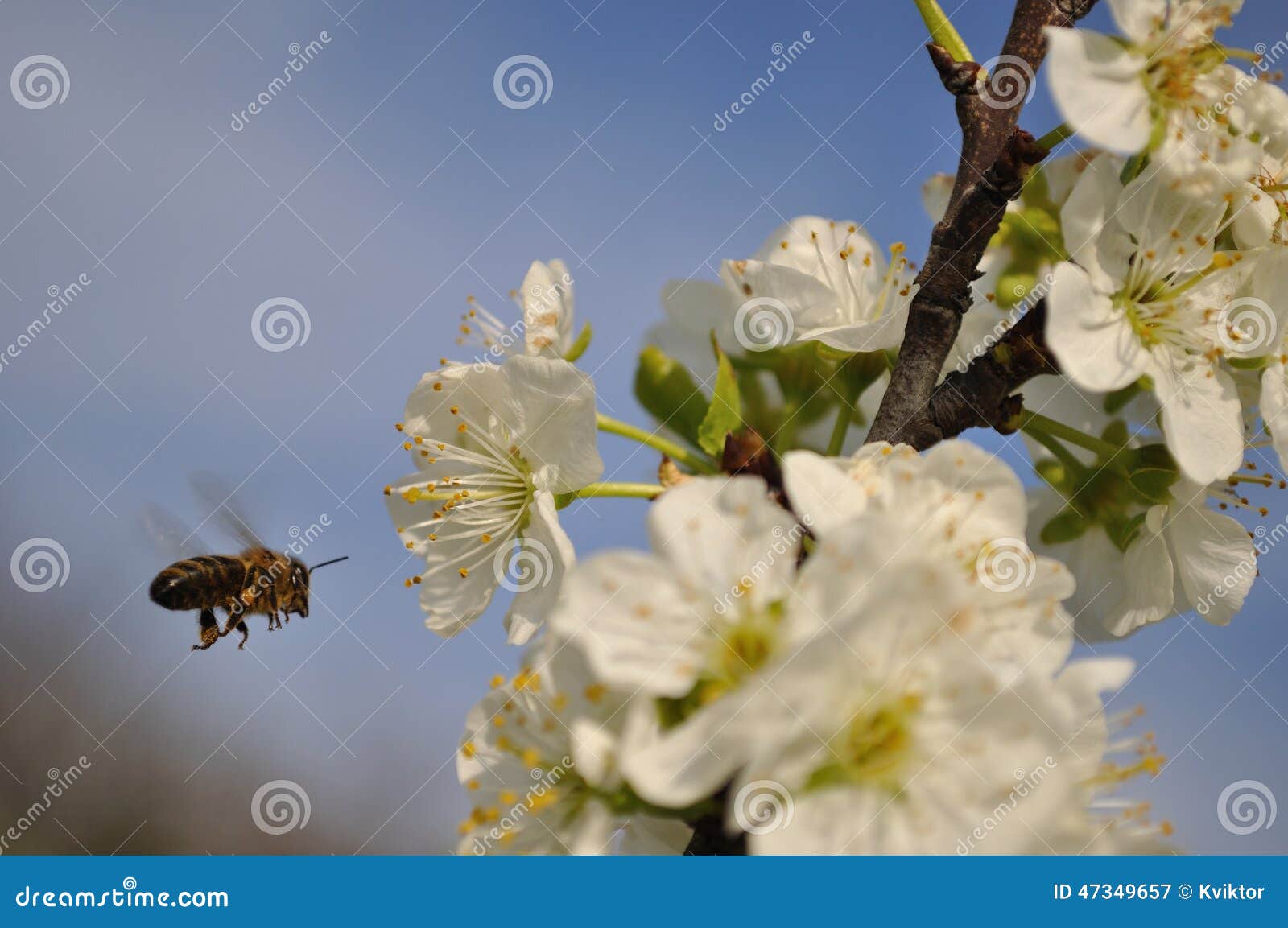 Flying Bee Collecting Pollen on Plum Stock Image - Image of organic ...