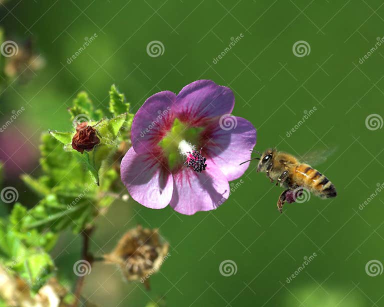 Flying bee and flower stock photo. Image of flight, outdoor - 3783322