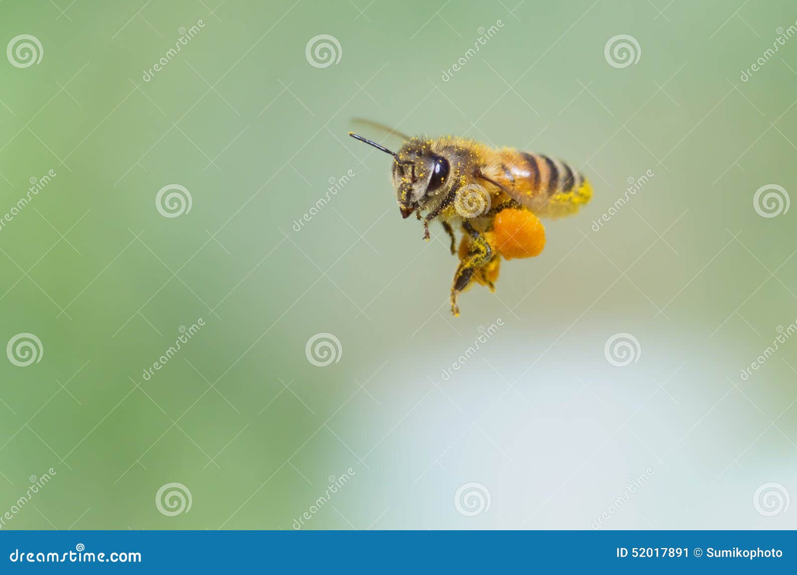 Flying Bee stock image. Image of working, garden, animal - 52017891