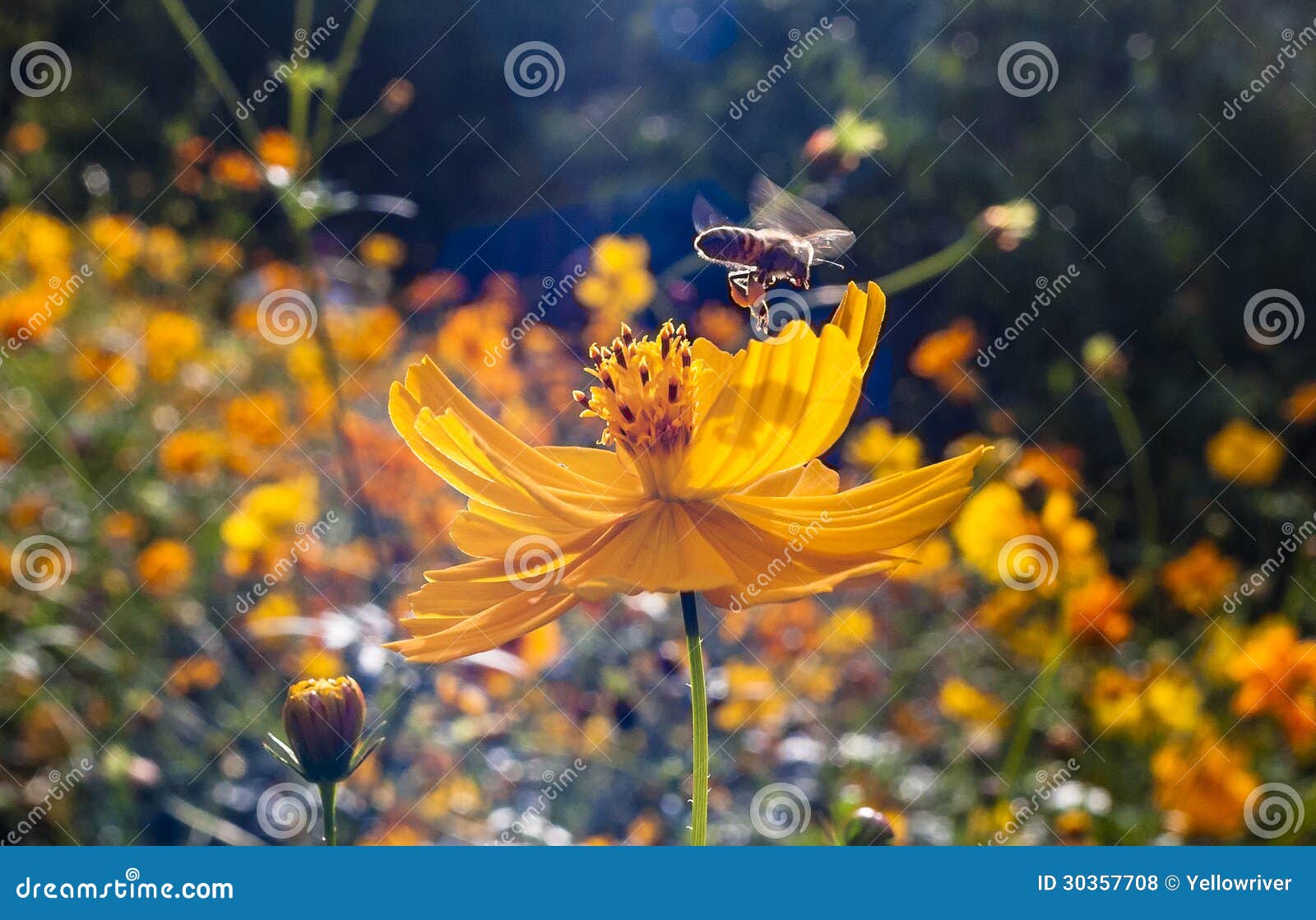 A Flying Bee Over the Flower Stock Photo - Image of orange, season ...