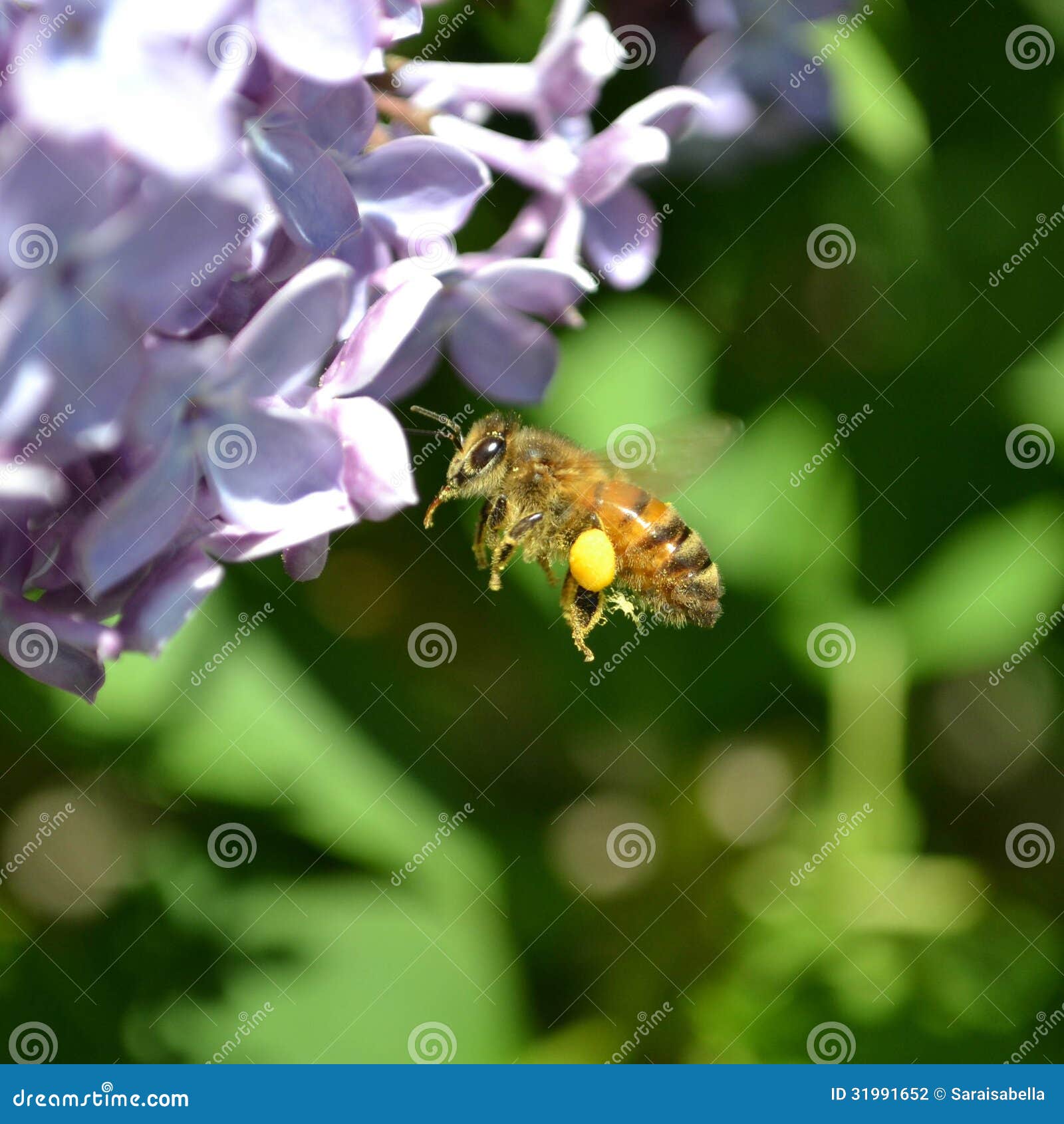 A flying bee stock photo. Image of wings, pollination - 31991652