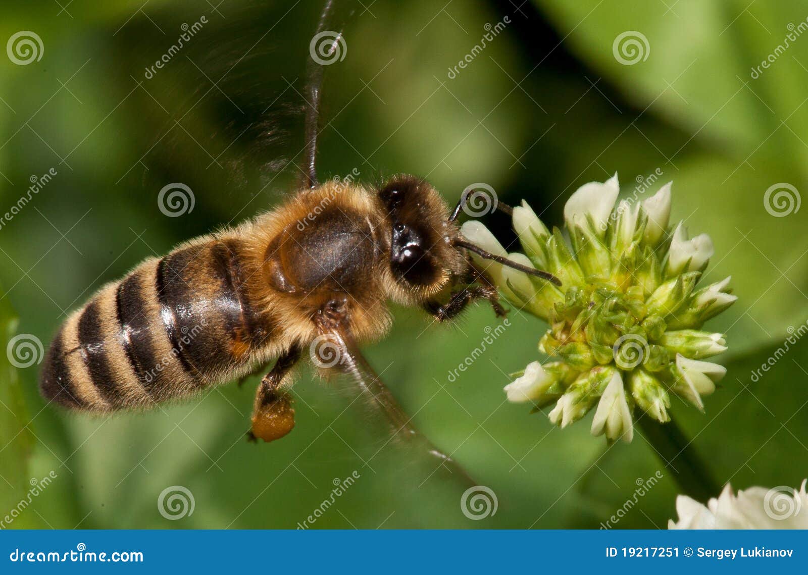 Flying Bee Pollinating Clover Stock Image - Image of movement ...