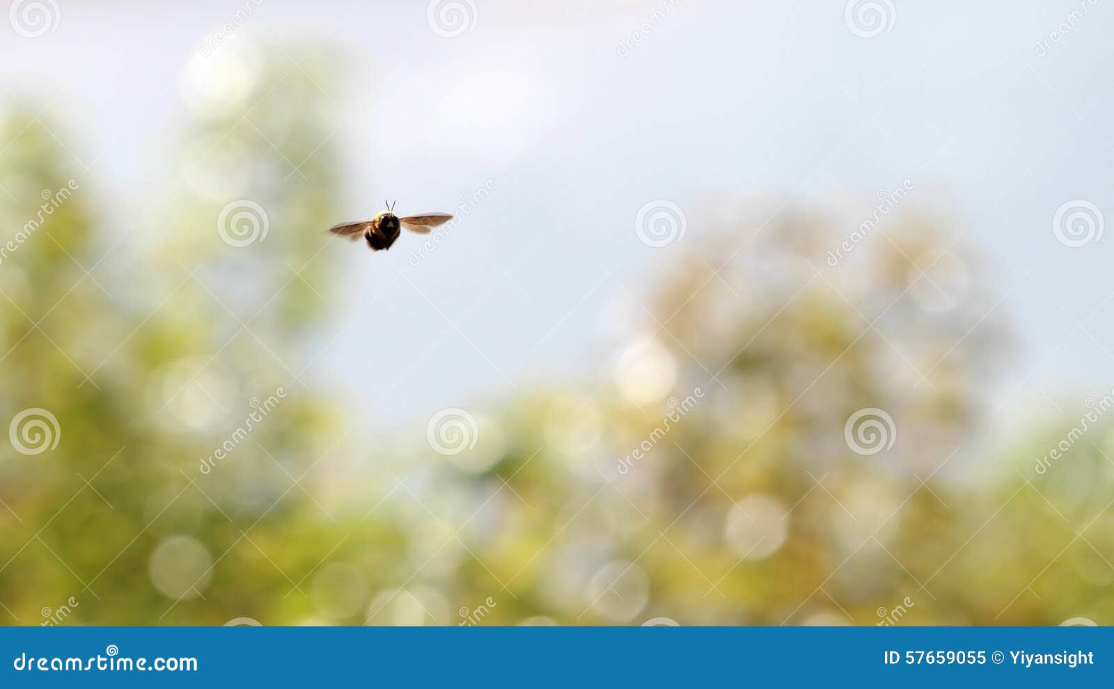 A flying bee stock image. Image of insect, positive, bright - 57659055