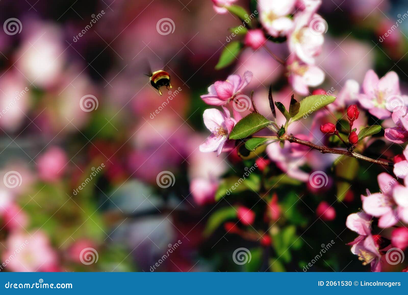 Flying Bee & Spring Blossoms Stock Photo - Image of blossoming, blooms ...