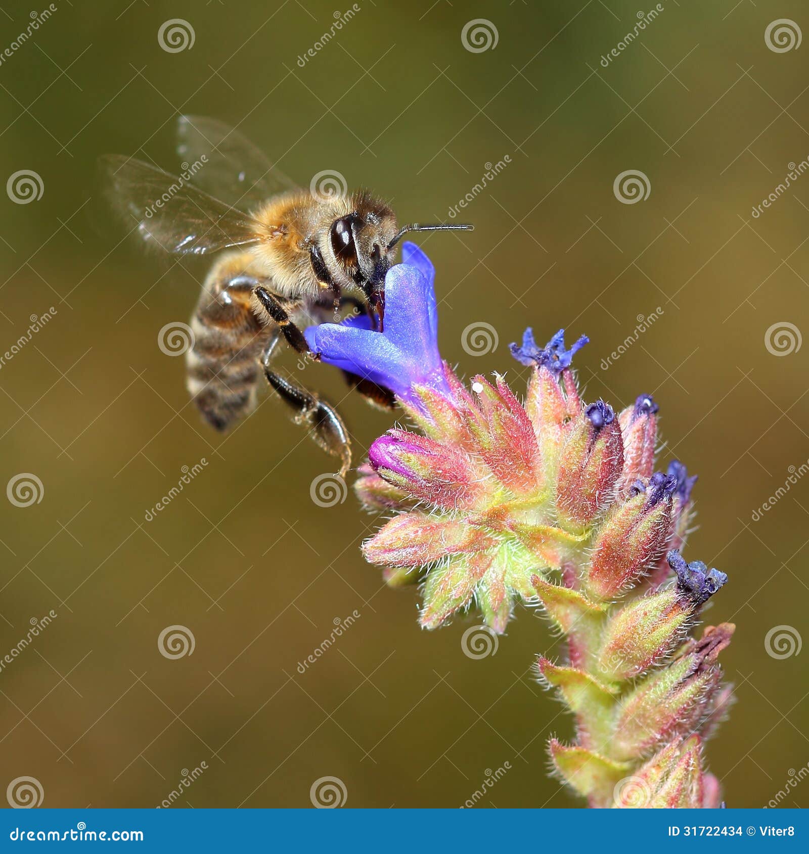 Flying Bee Under Blue Flowers Stock Photo - Image of flowers, grass ...