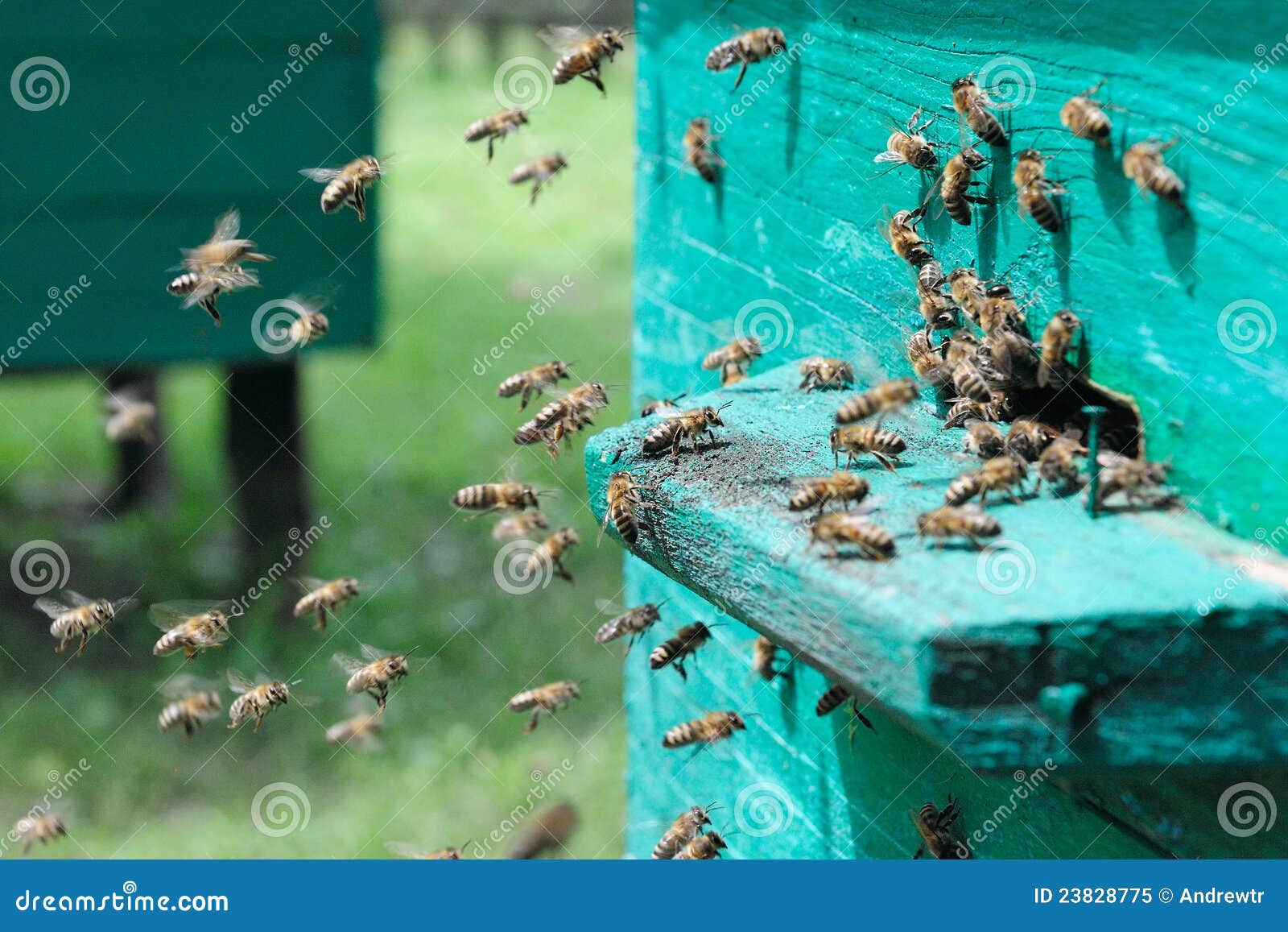 Flying bees 2 stock image. Image of animal, insect, climbing - 23828775