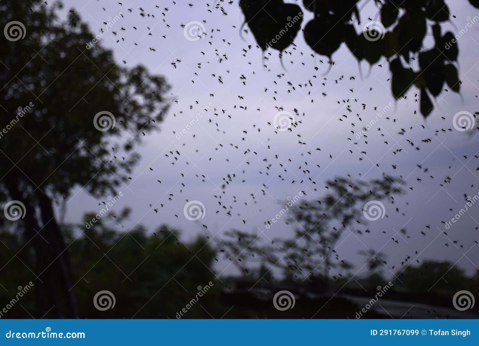 Flying Bees, Cloudy Background, Bee Swarm in the Evening Stock Image ...