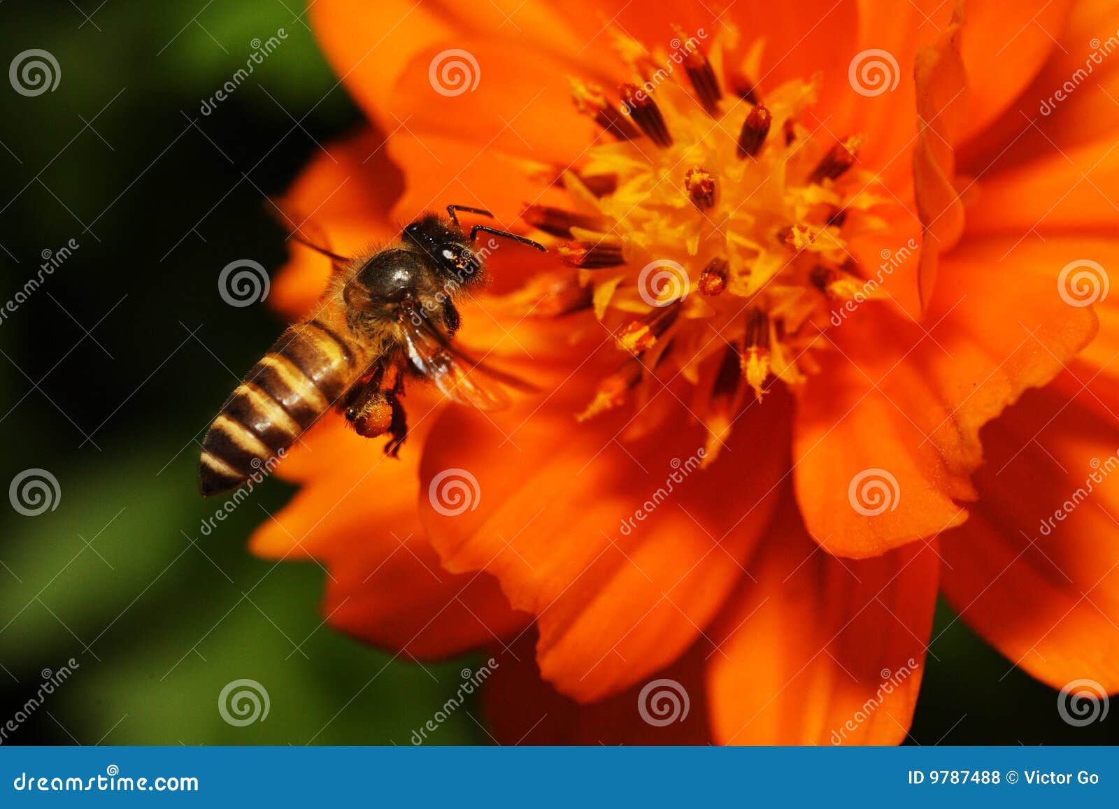 Flying Bees Hovering Above Flower Stock Photo - Image of orange, honey ...