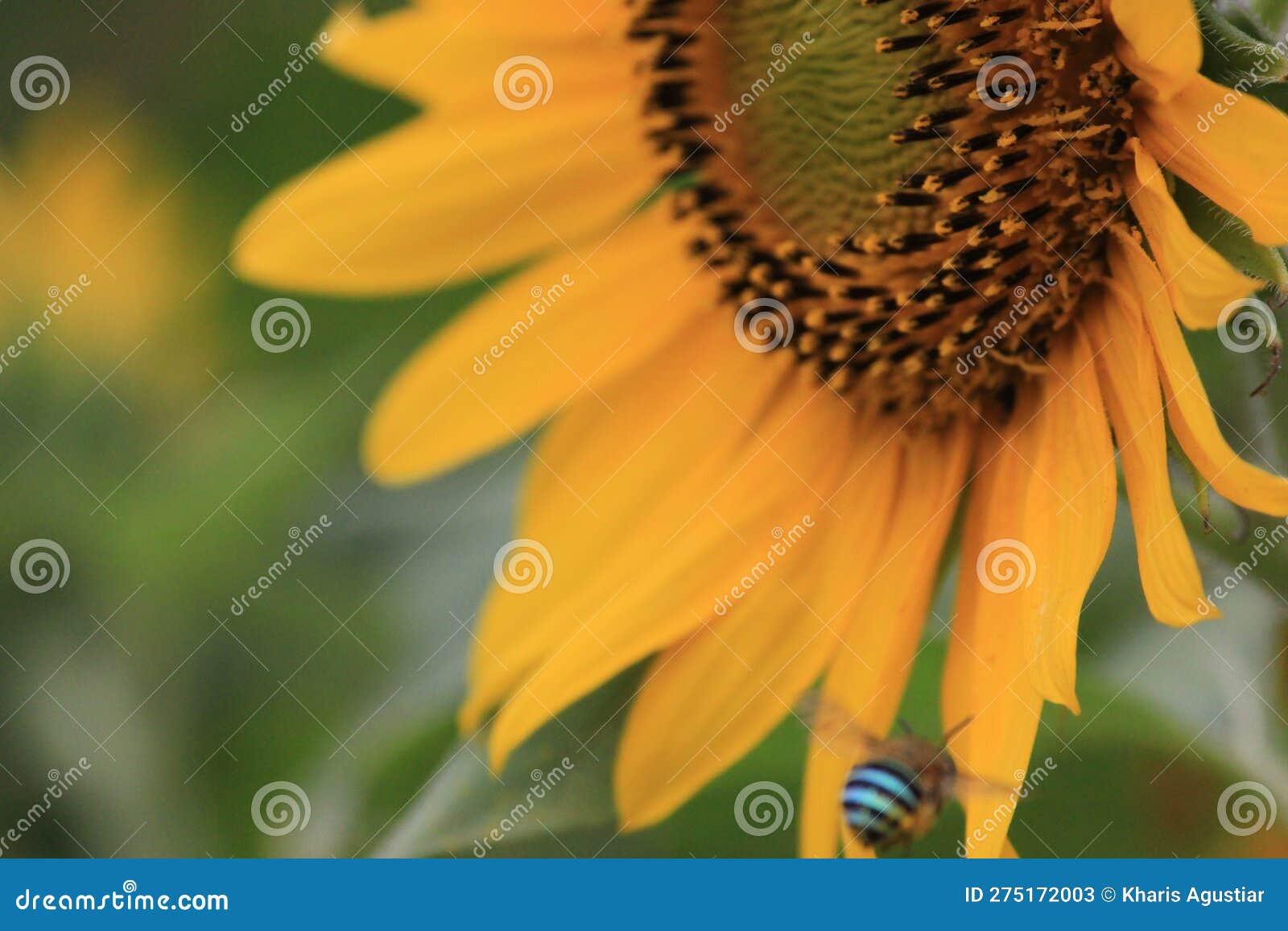 Flying Bees are Looking for Pollen in Morning Stock Image - Image of ...